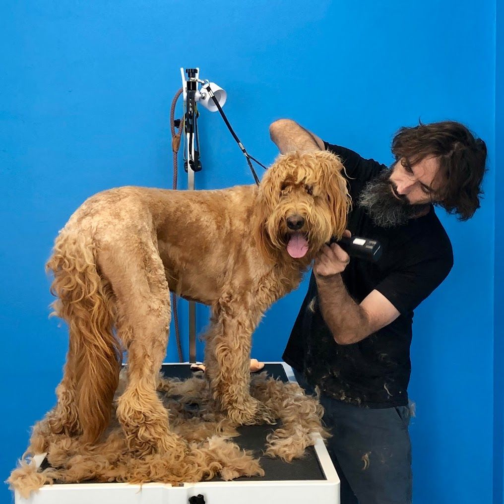 Your Dog Grooming Experts in Berowra, NSW