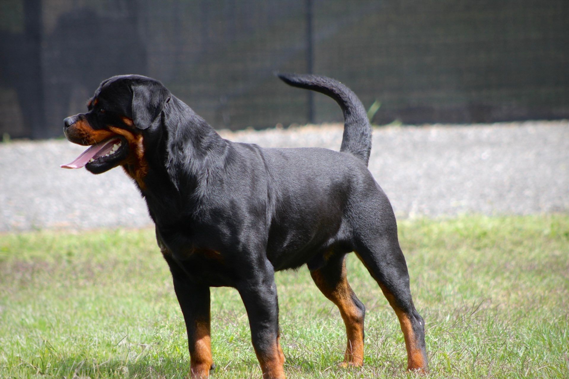 Our Males - Rottweiler Der Festung