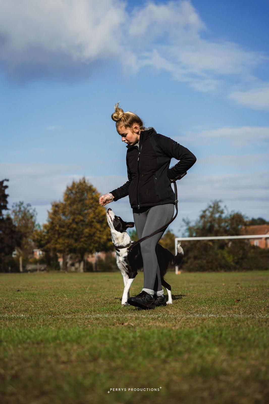 Fully qualified dog trainer | Offering group walks and pet sitting