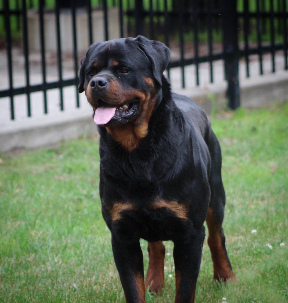 Our Males - Rottweiler Der Festung