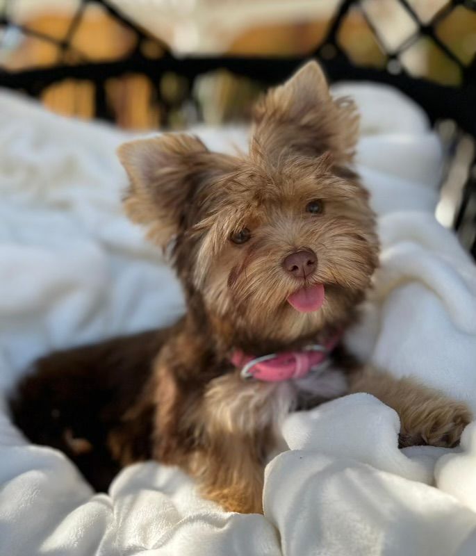 The Charm of Chocolate: Exploring Yorkshire Terriers in Rare Chocolate ...