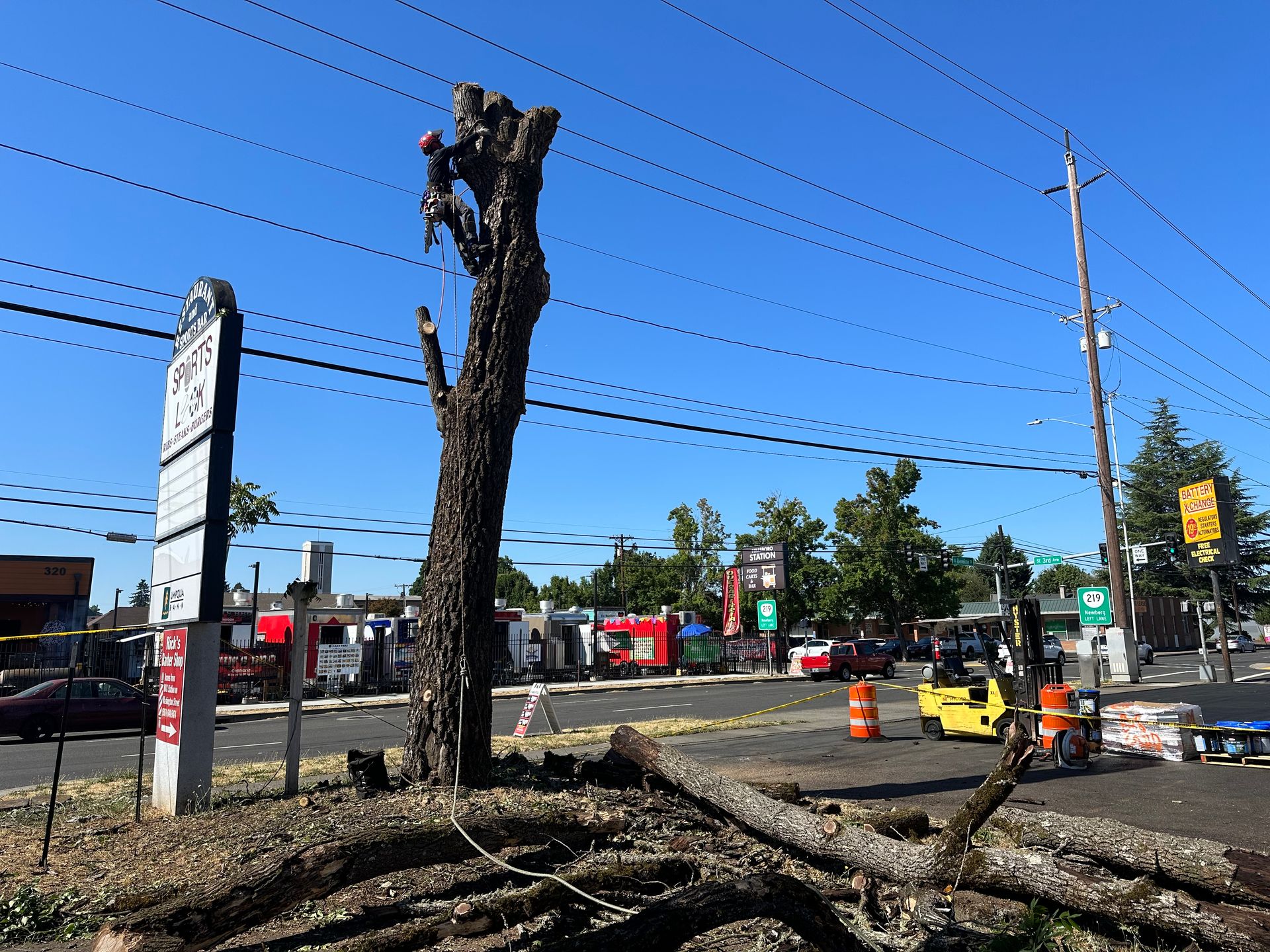 Expert Tree Care Services in Hillsboro, Oregon | Transform Your Trees Today