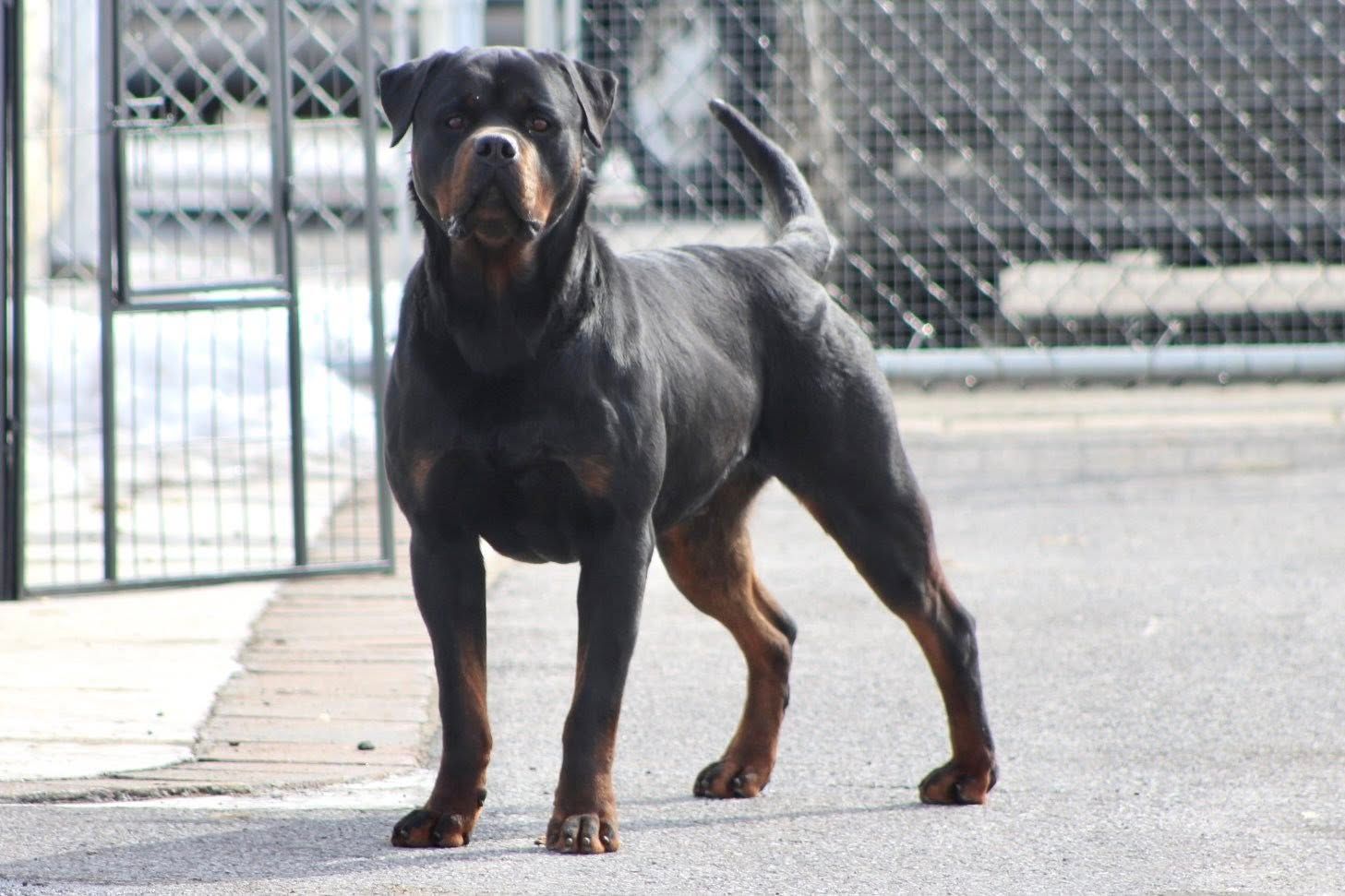 Our Males - Rottweiler Der Festung