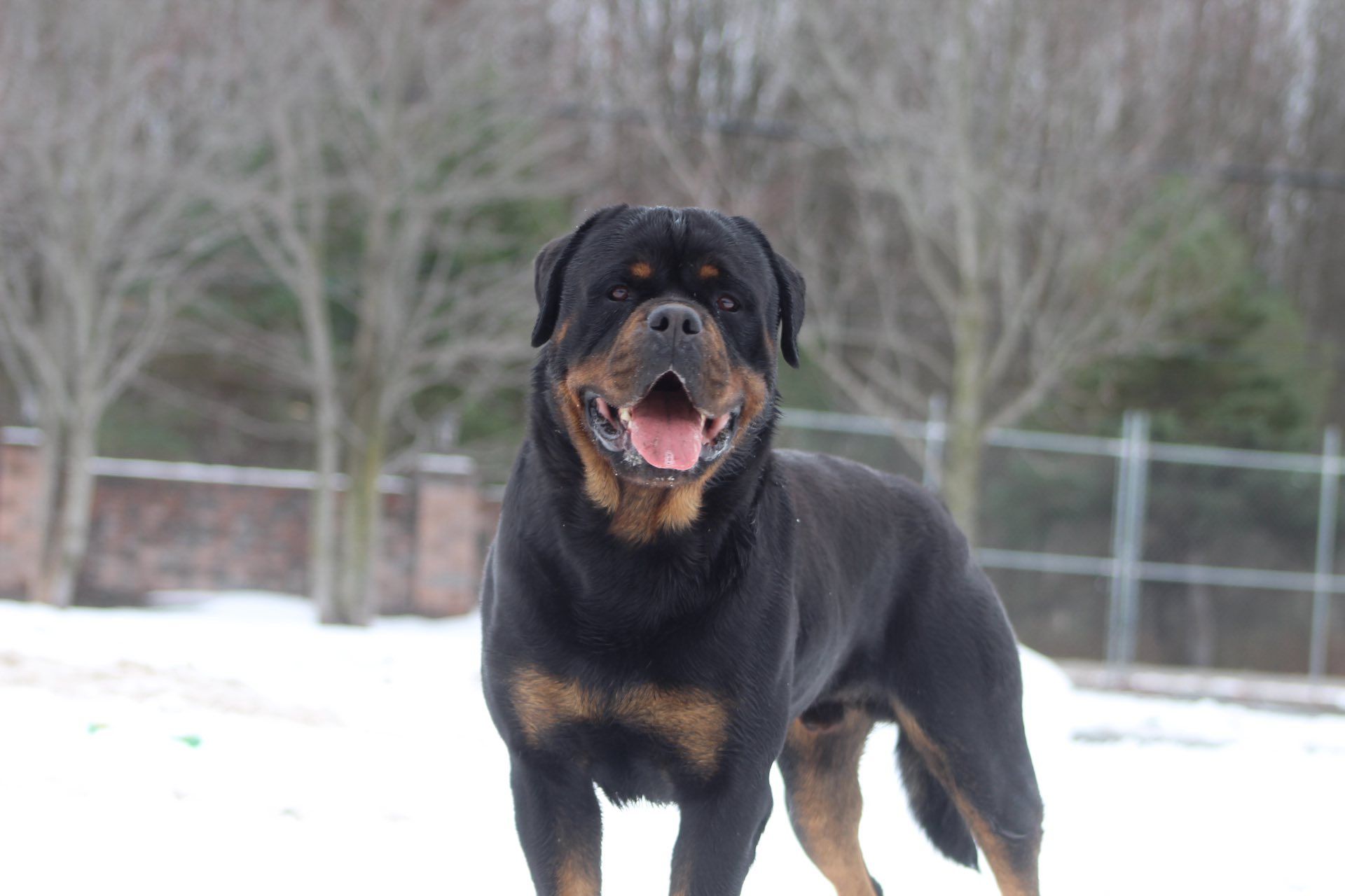 Our Males - Rottweiler Der Festung