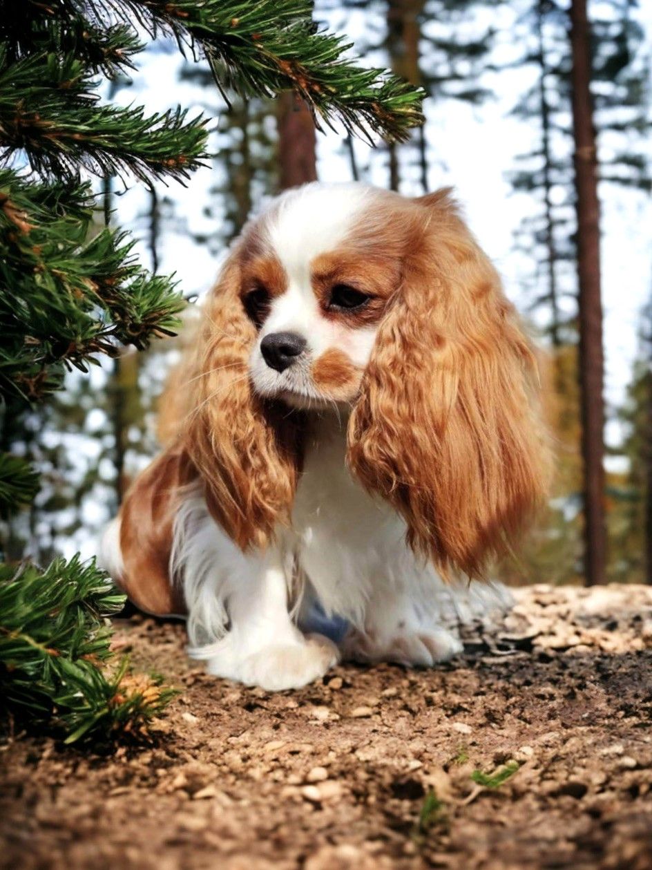 Orchidėja Elegancijos Kristalas - kavalieriaus karaliaus karolio spanielis