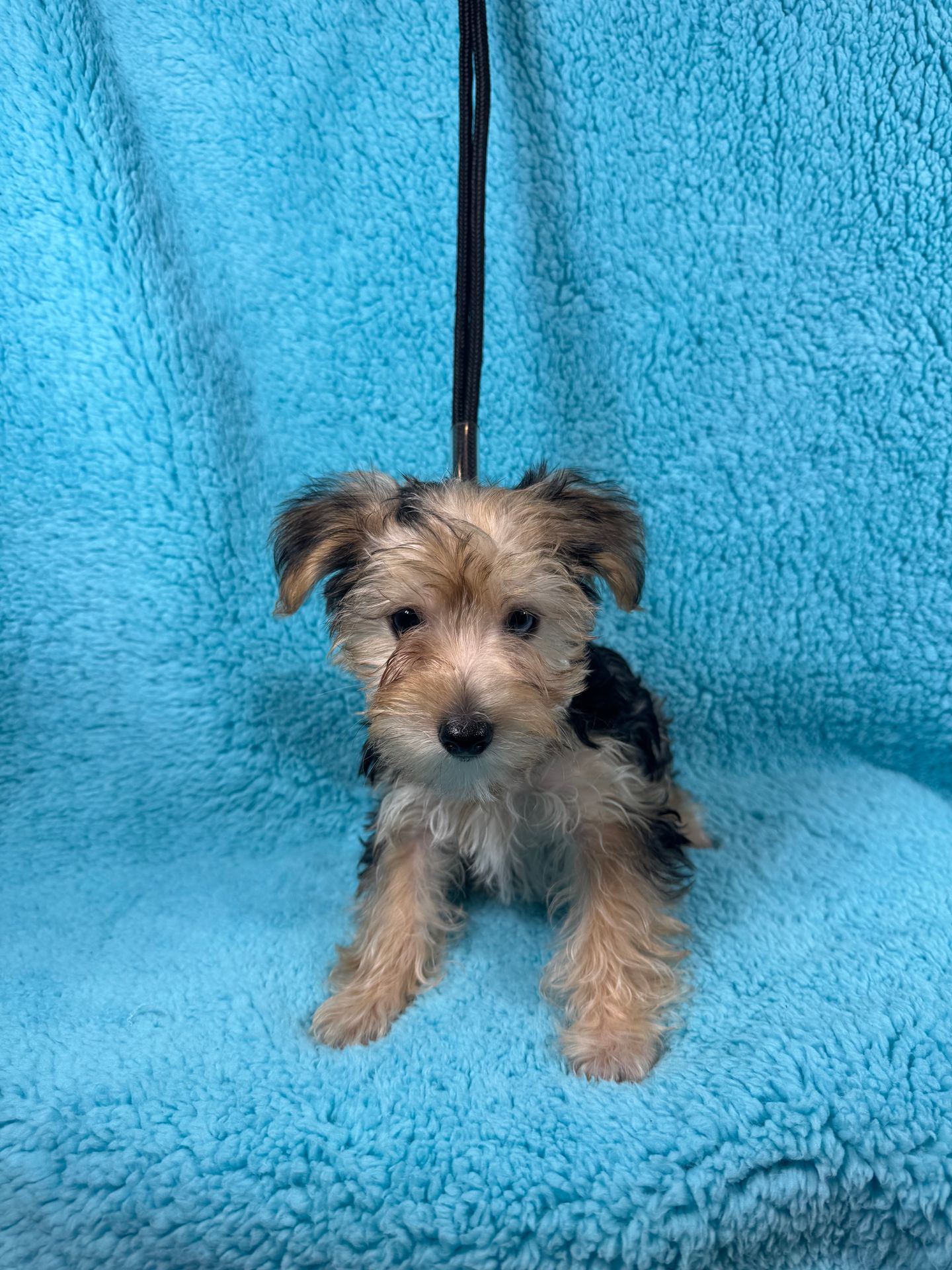 Available Puppy Male Milo