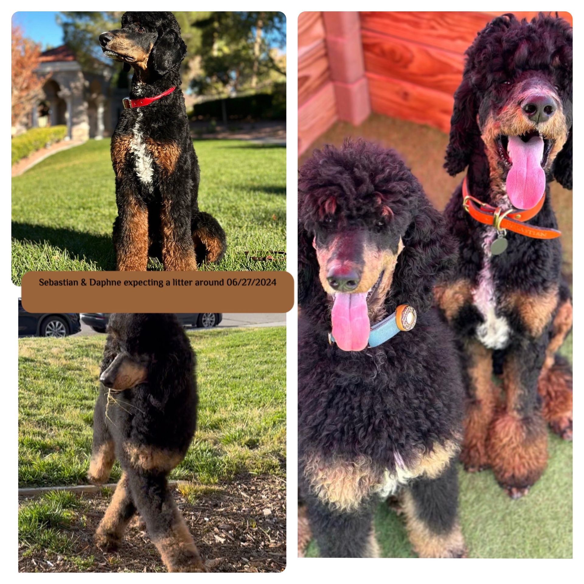 Tan Standard Poodle