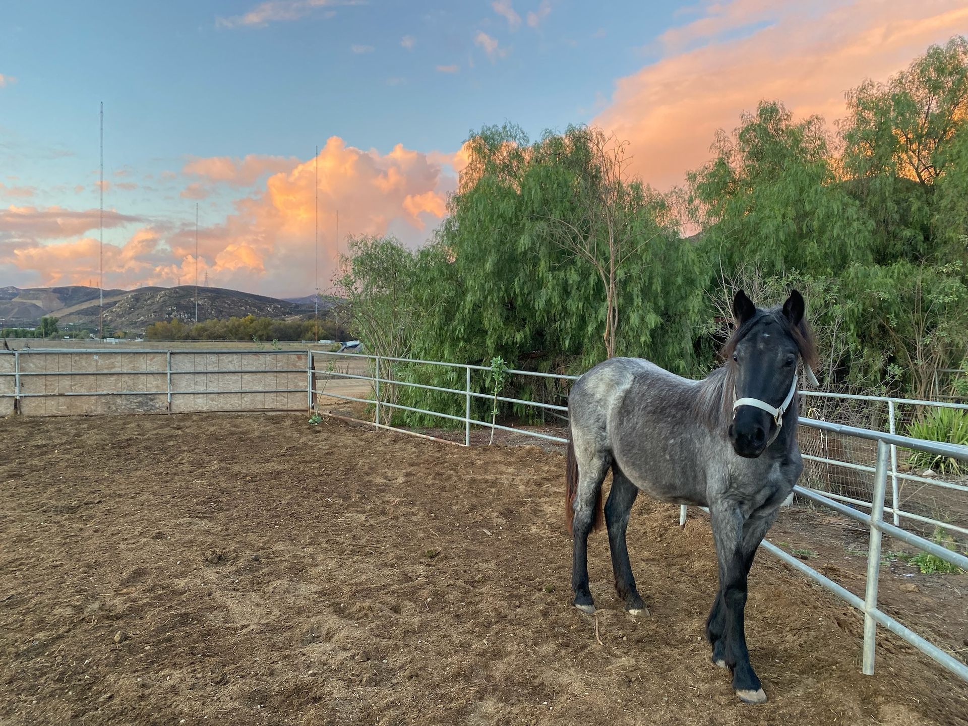 Helping Horses in Need | Hotep Henny Horse Foundation