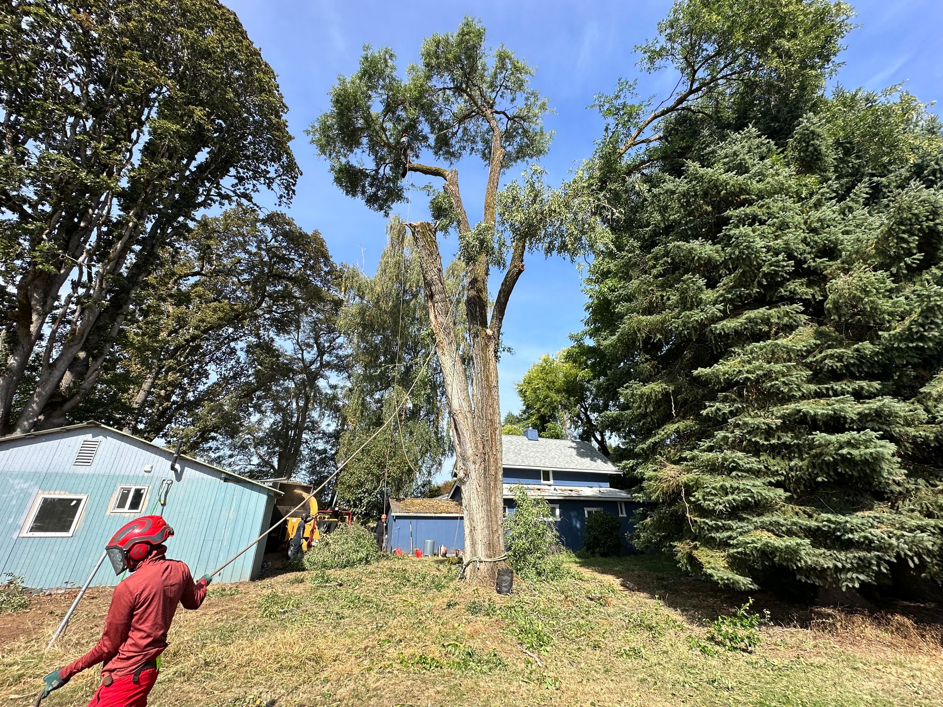Expert Tree Care Service for Your Yard | Single Line Tree Care