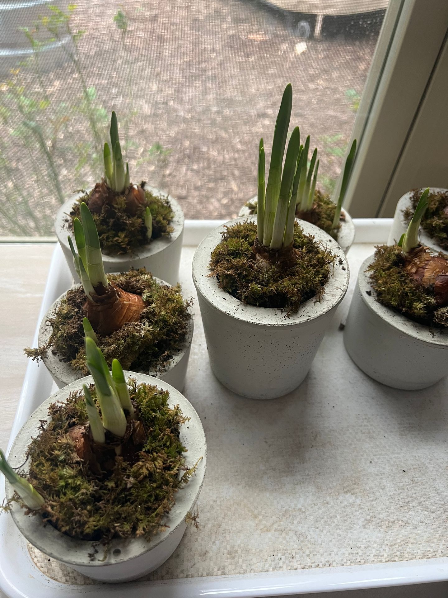How to Care for Your Paperwhite Narcissus Bulbs