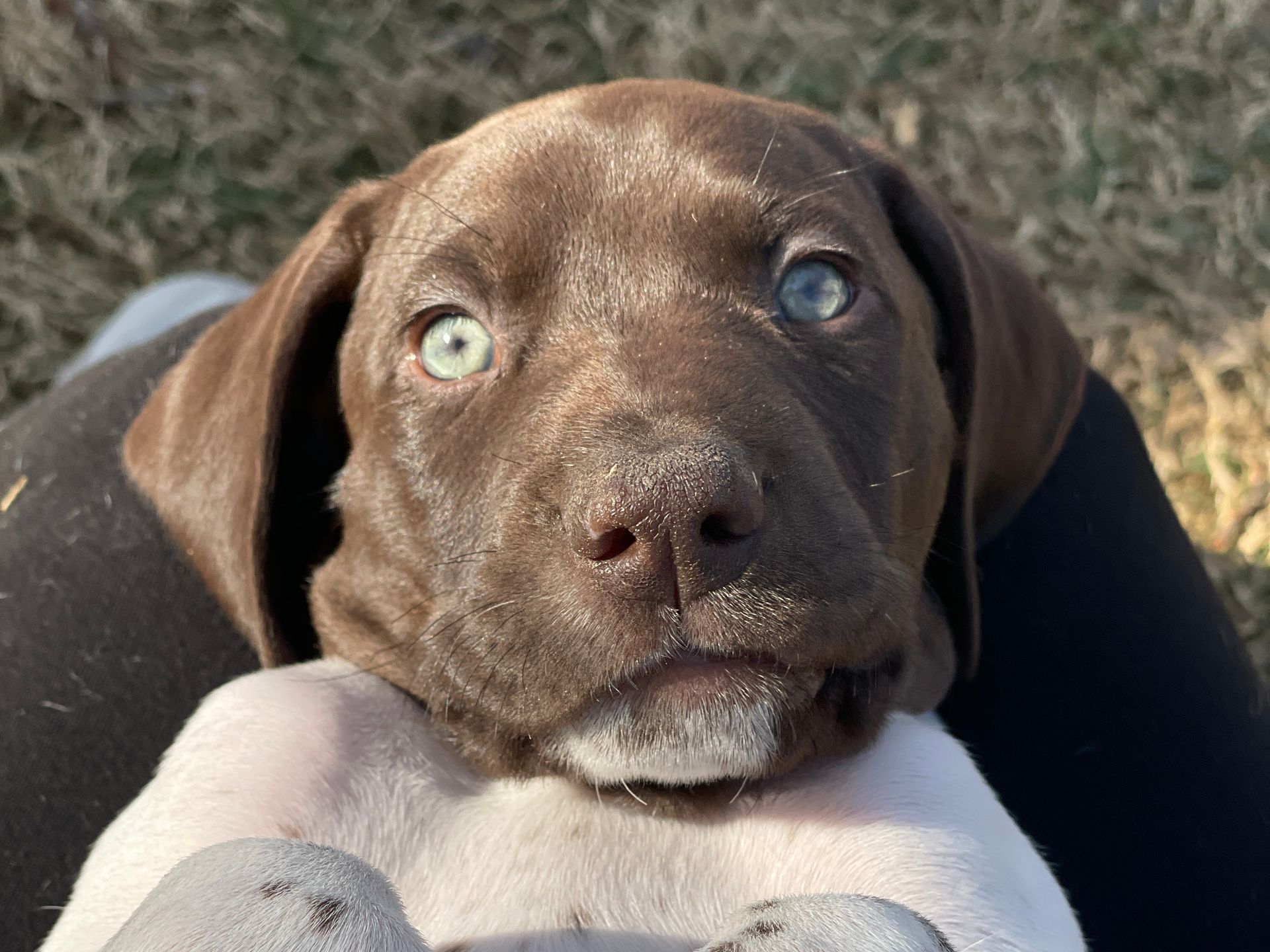 What to Know Before Getting a GSP Puppy