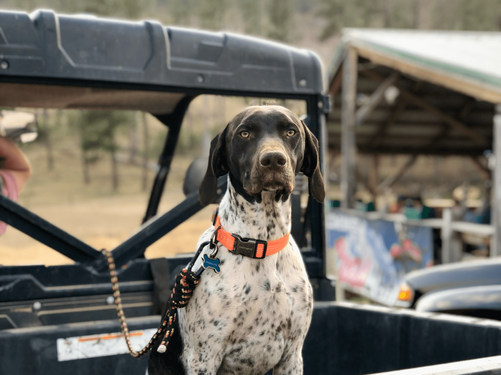 AKC German Shorthaired Pointer Puppies in Houston TX | Tipsy Rabbit