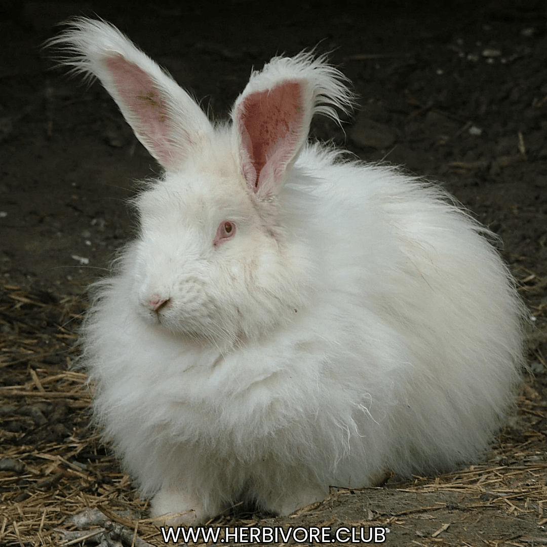 What is Angora Wool?