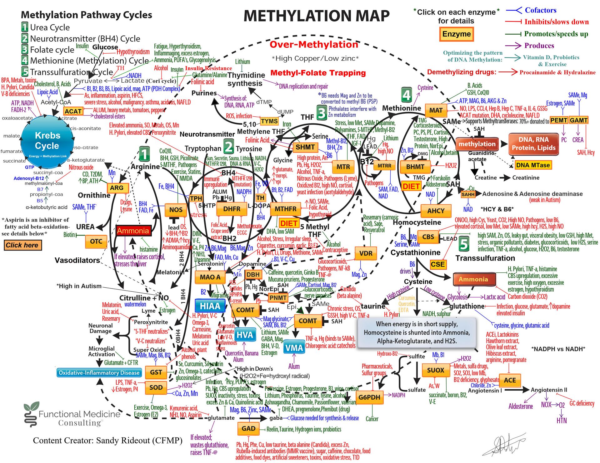 Unlocking Methylation: The 5 Hidden Cycles Behind Energy, Mood, Detox ...