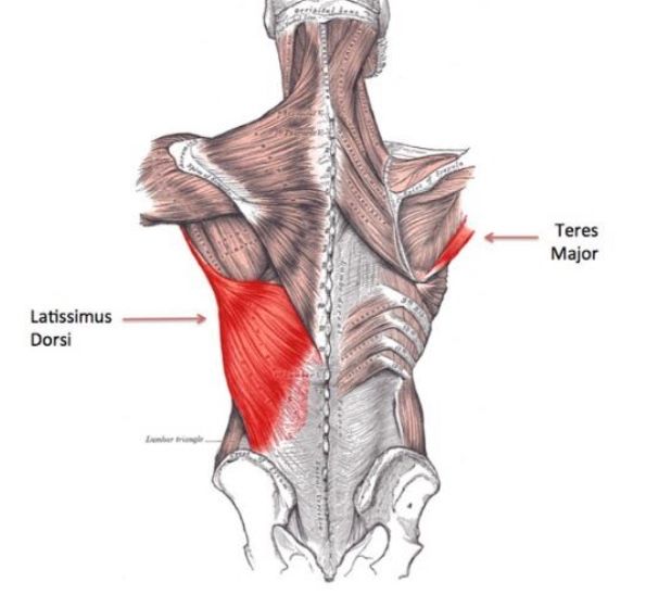 Latissimus Dorsi Strains in Baseball Throwers: A Critical Guide to ...