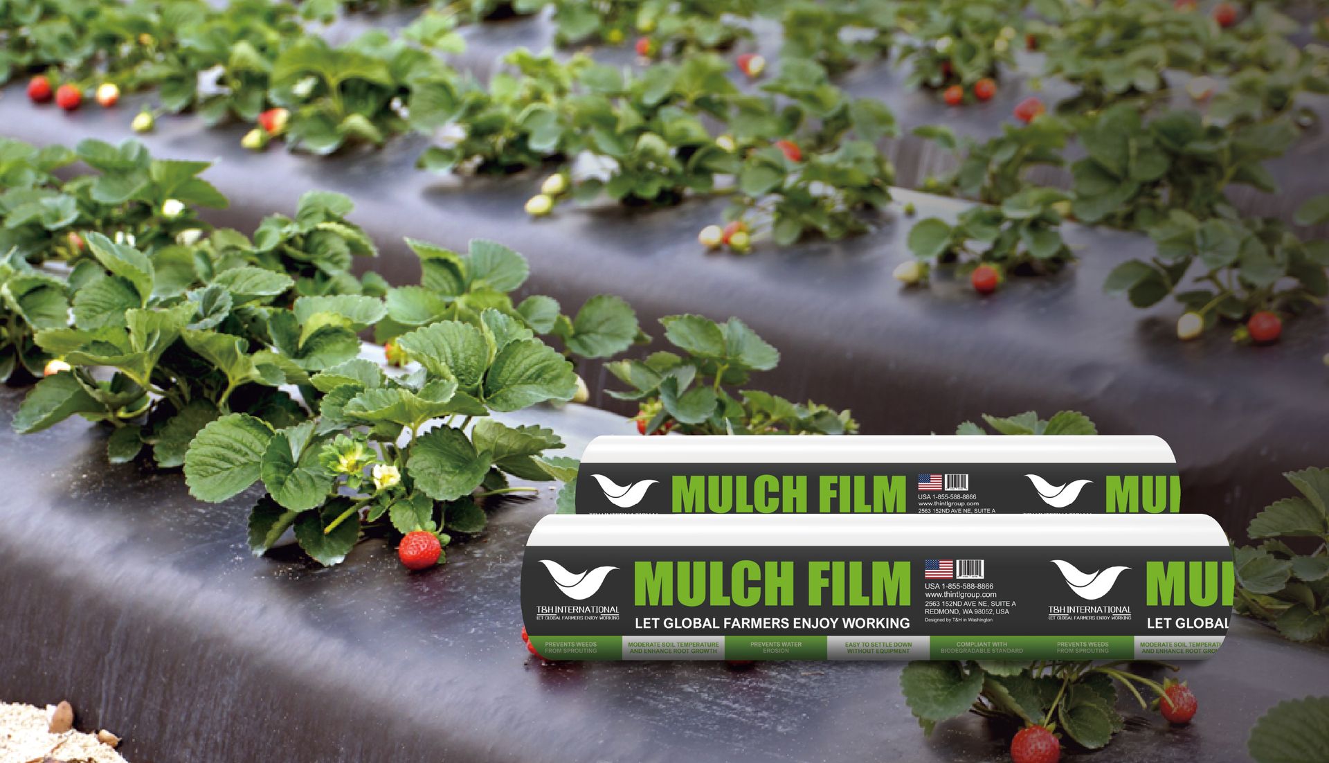 What is Mulch Film? A Key Innovation in Modern Agriculture