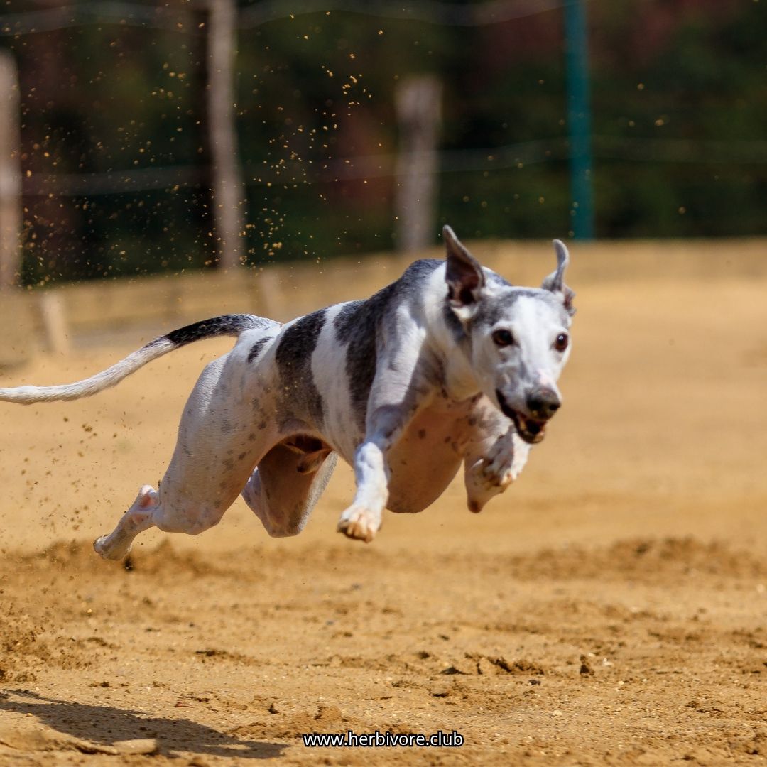 End of the Track: Greyhound Racing Banned in Wales 🏴󠁧󠁢󠁷󠁬󠁳󠁿