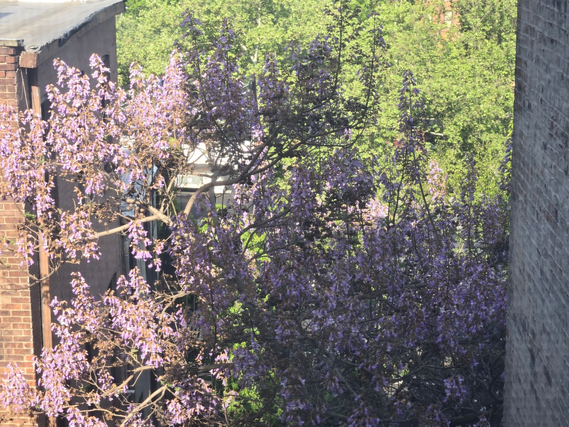 Unaccredited vs. ABA-Accredited Law Schools: What’s the Difference?