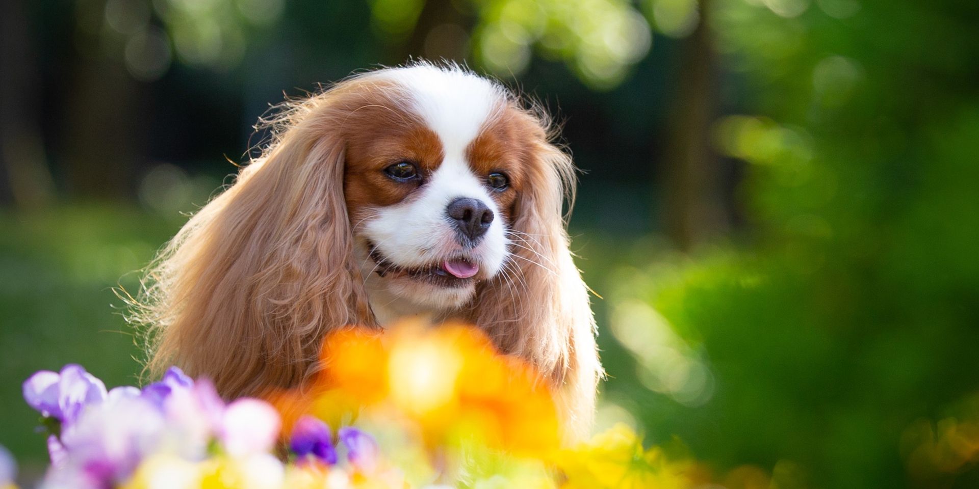 Kavalieriaus Karaliaus Karolio spanielis