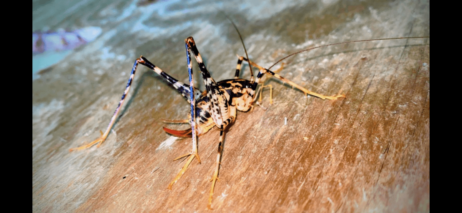 Dealing with Spider Crickets: How to Keep Your Basements and Crawl ...
