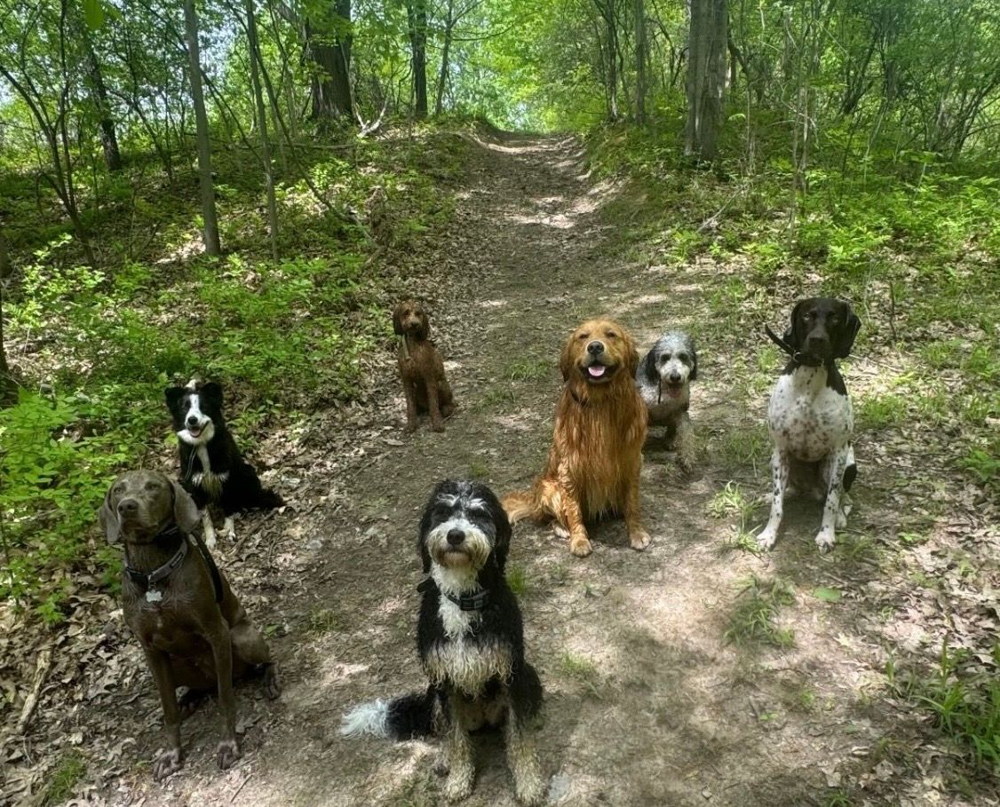 Are GSPs Good With Other Dogs?