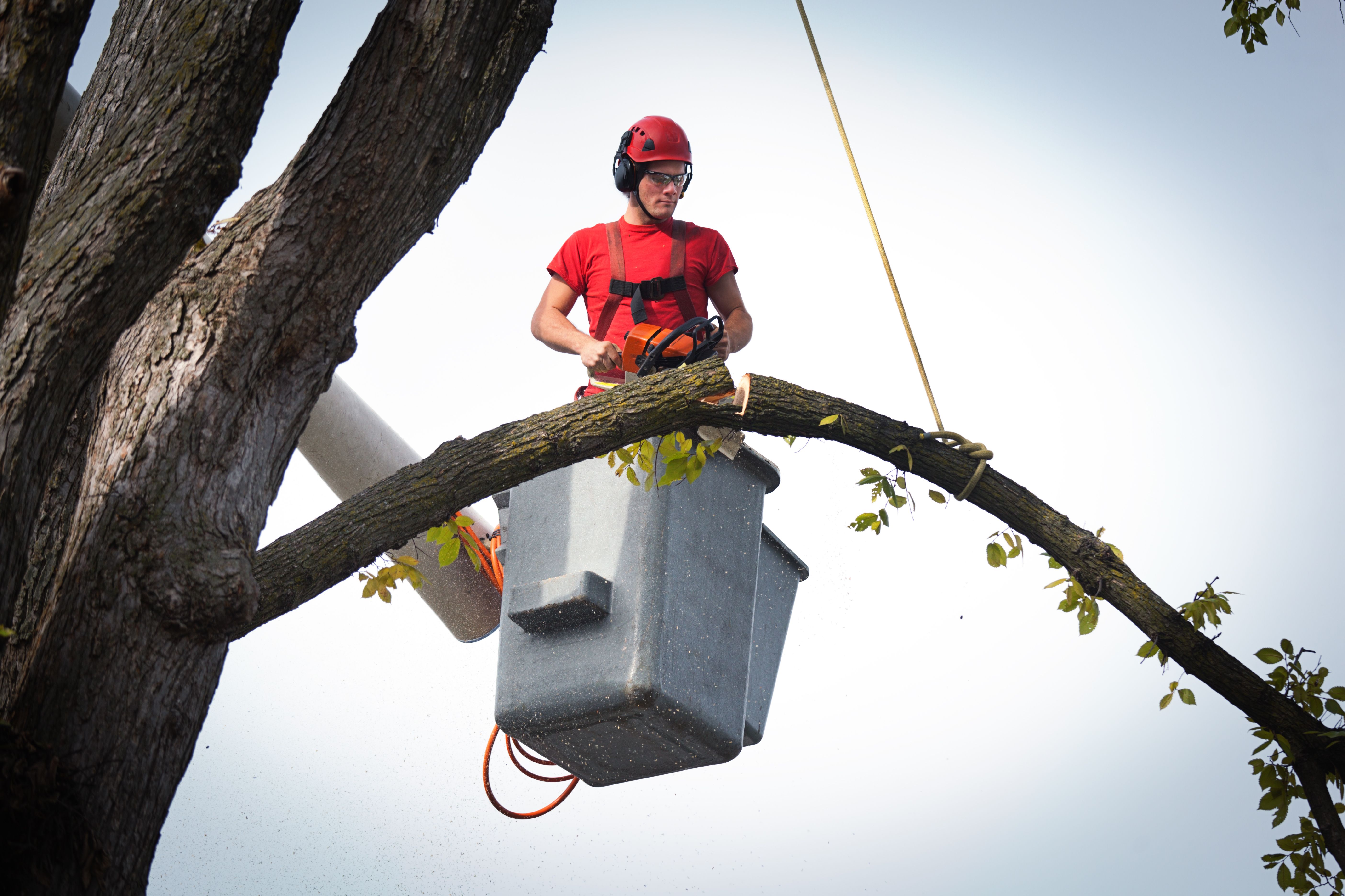 Comparing Arborist Services: What Sets Hassell Tree and Grounds Apart