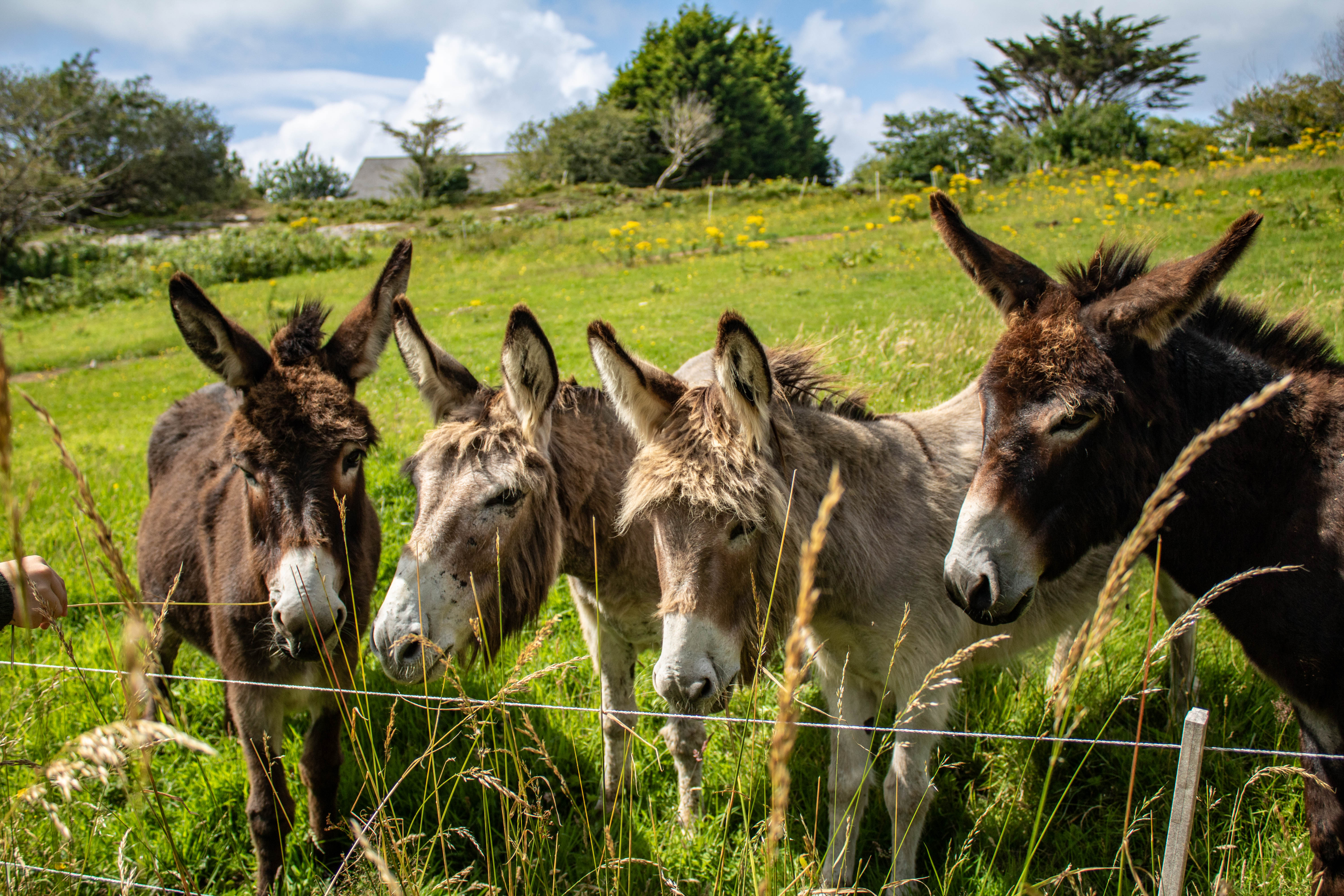 The Humble Donkey: How This Ancient Work Animal Could Play a Role in ...