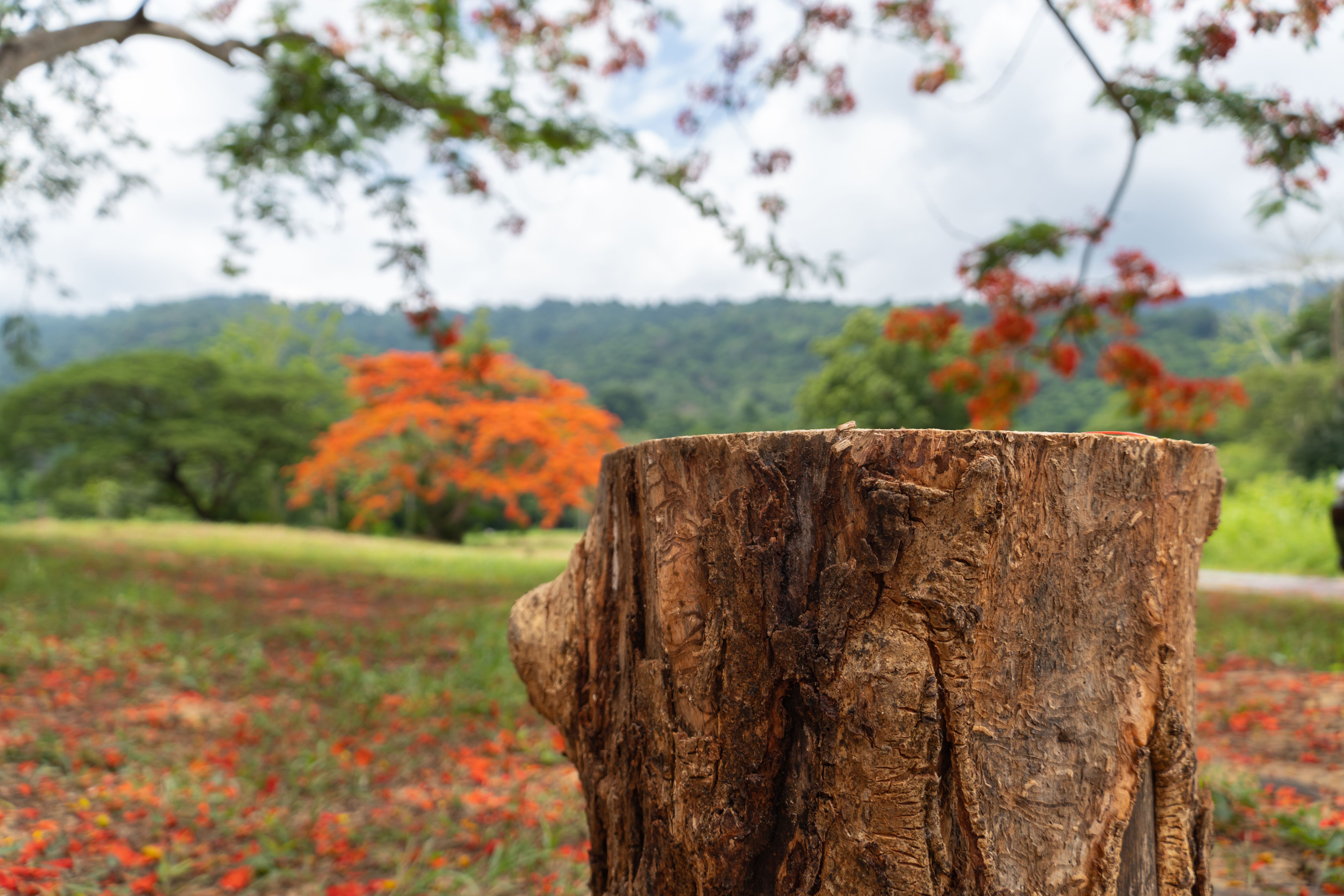 Optimal Timing: Benefits of Stump Grinding in the Fall
