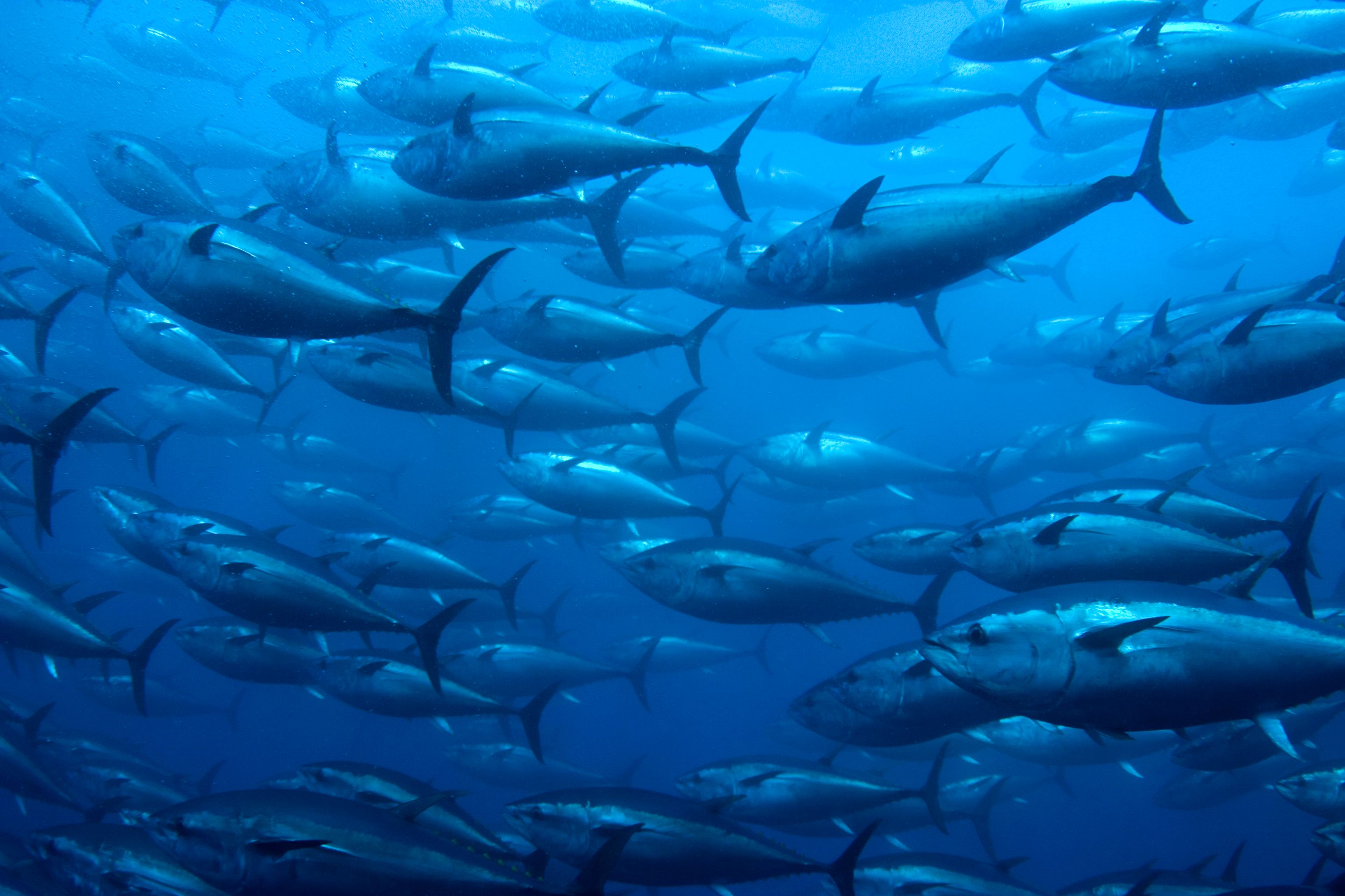 Tuna Fishing in Cornwall (2026): The Return of Bluefin Tuna to Cornish ...