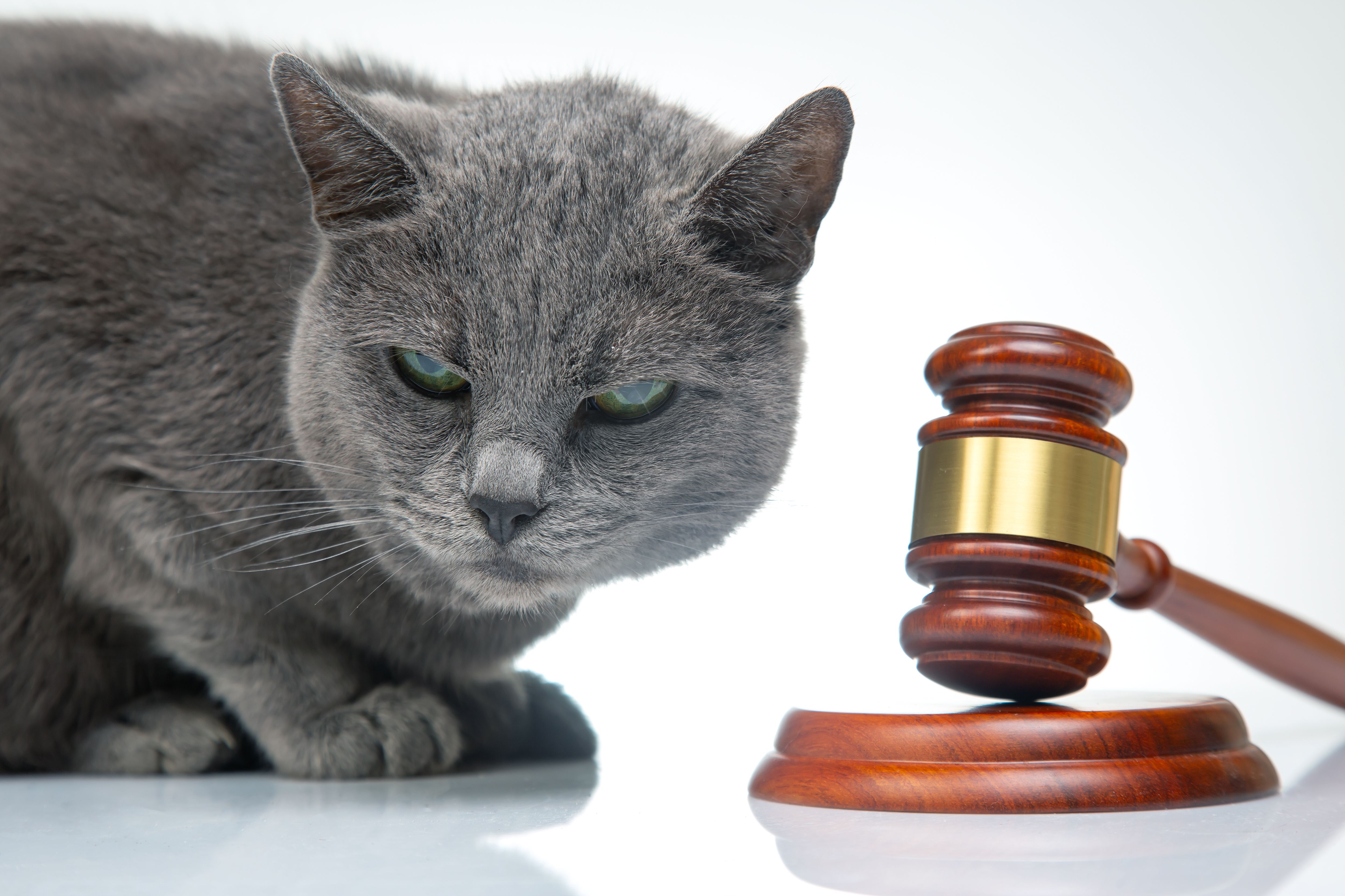 Can Animals Be Moral Agents? Exploring the Debate