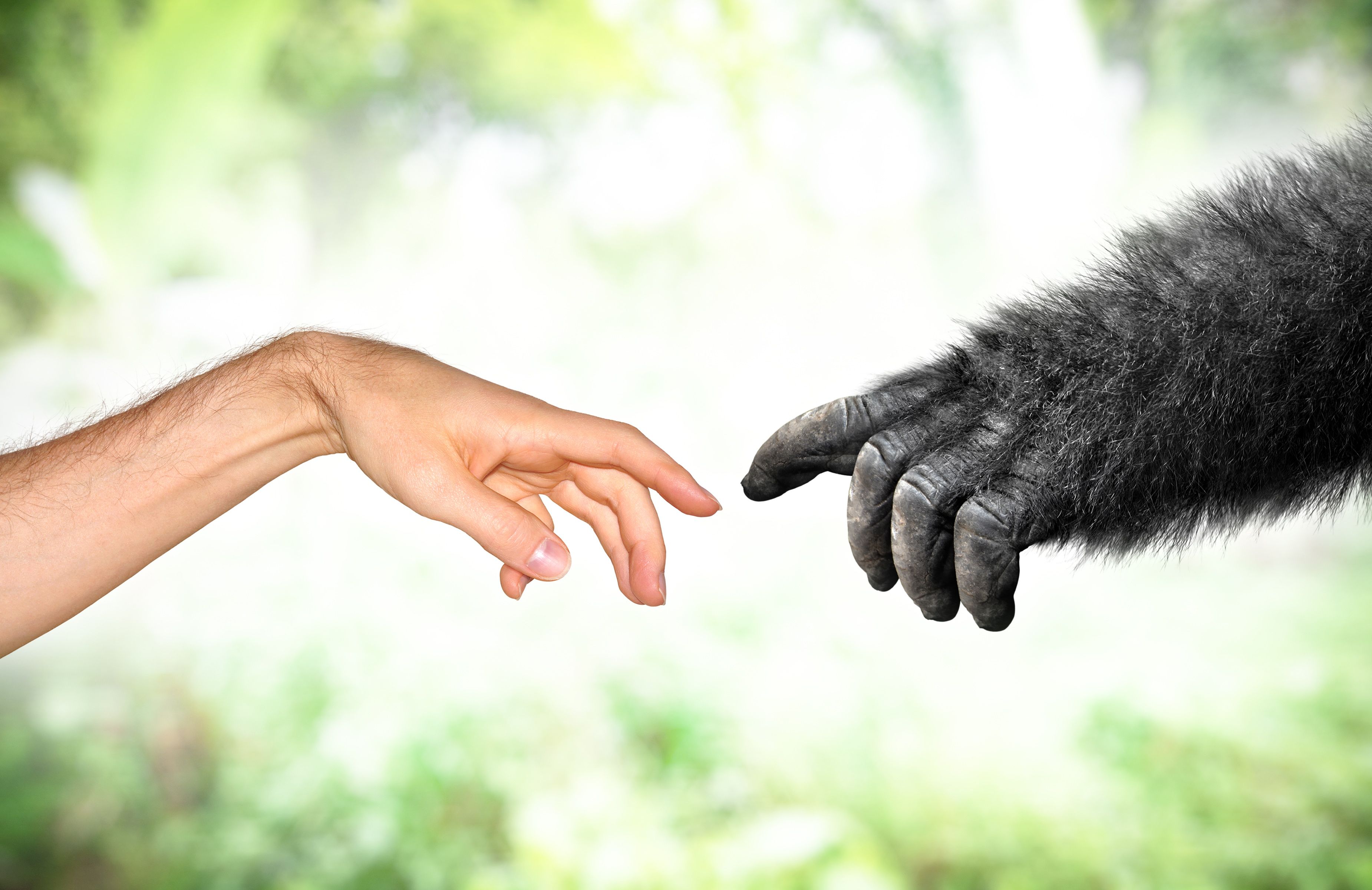 The Gorilla Problem: Why We Need to Talk to the Machines (Not Run From It)
