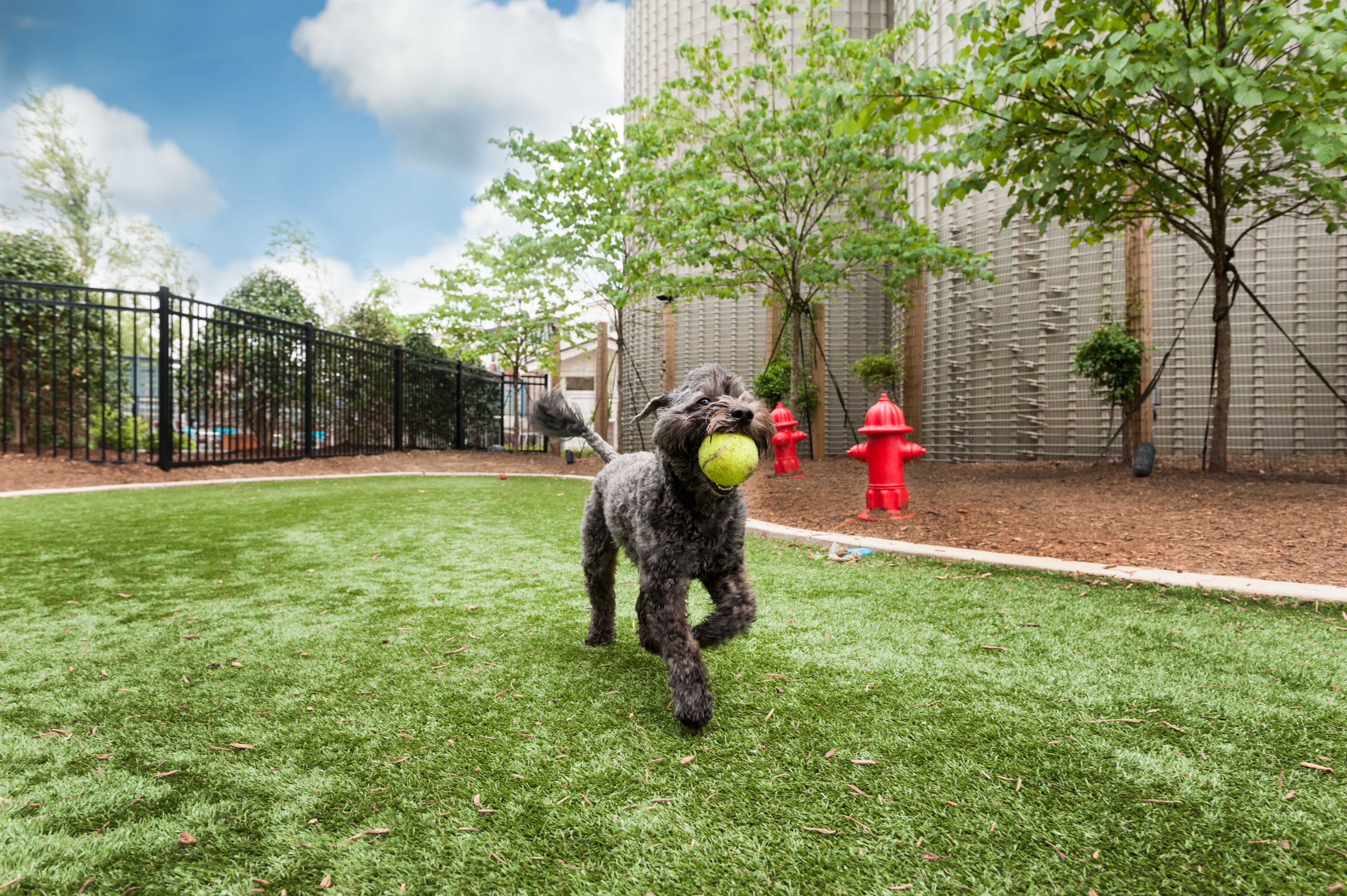 Fecal Testing For Dogs Near Raleigh, NC | Paws at Play