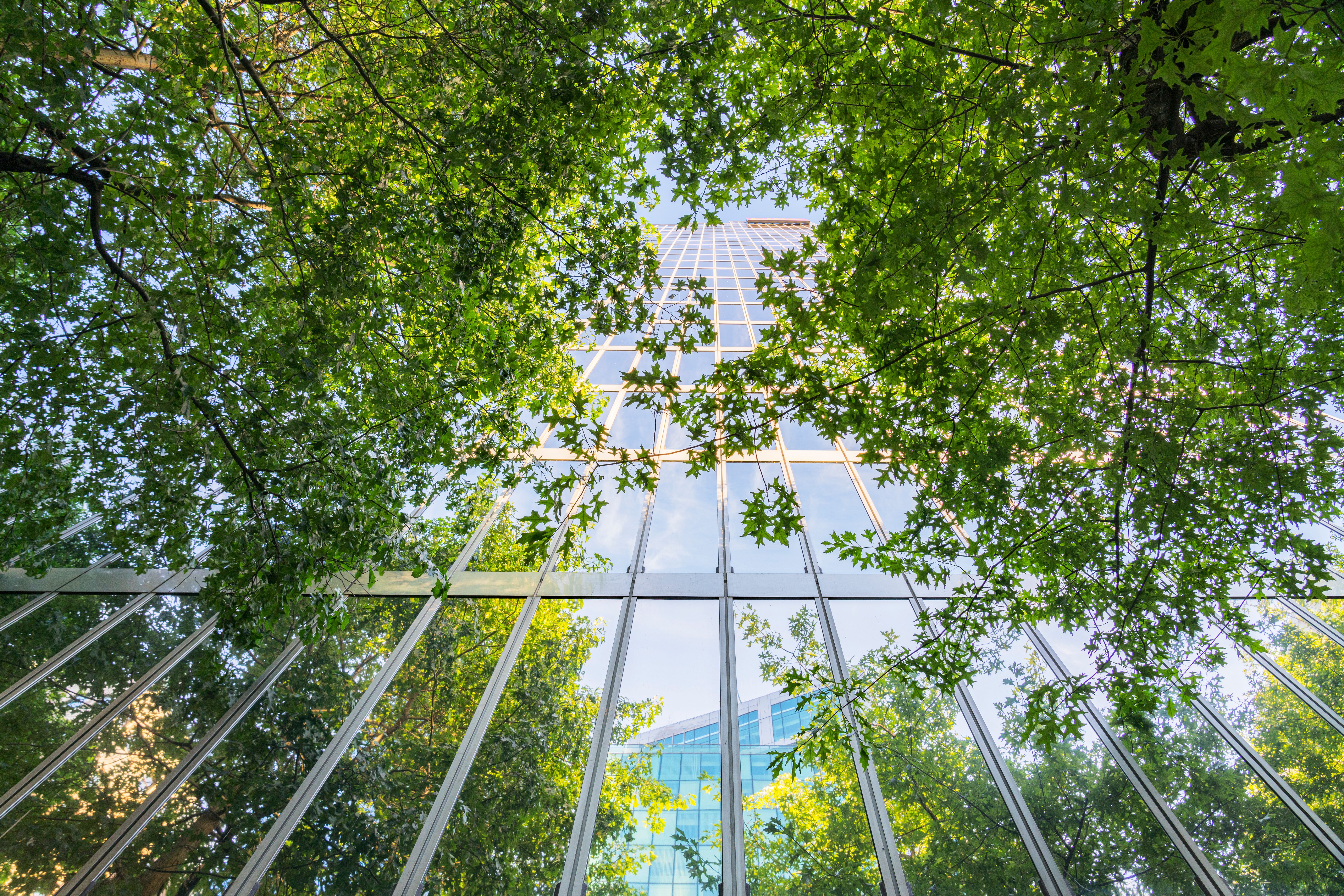 The Foundation for a Path Forward Supports Vancouver’s Tree-Planting Initiative