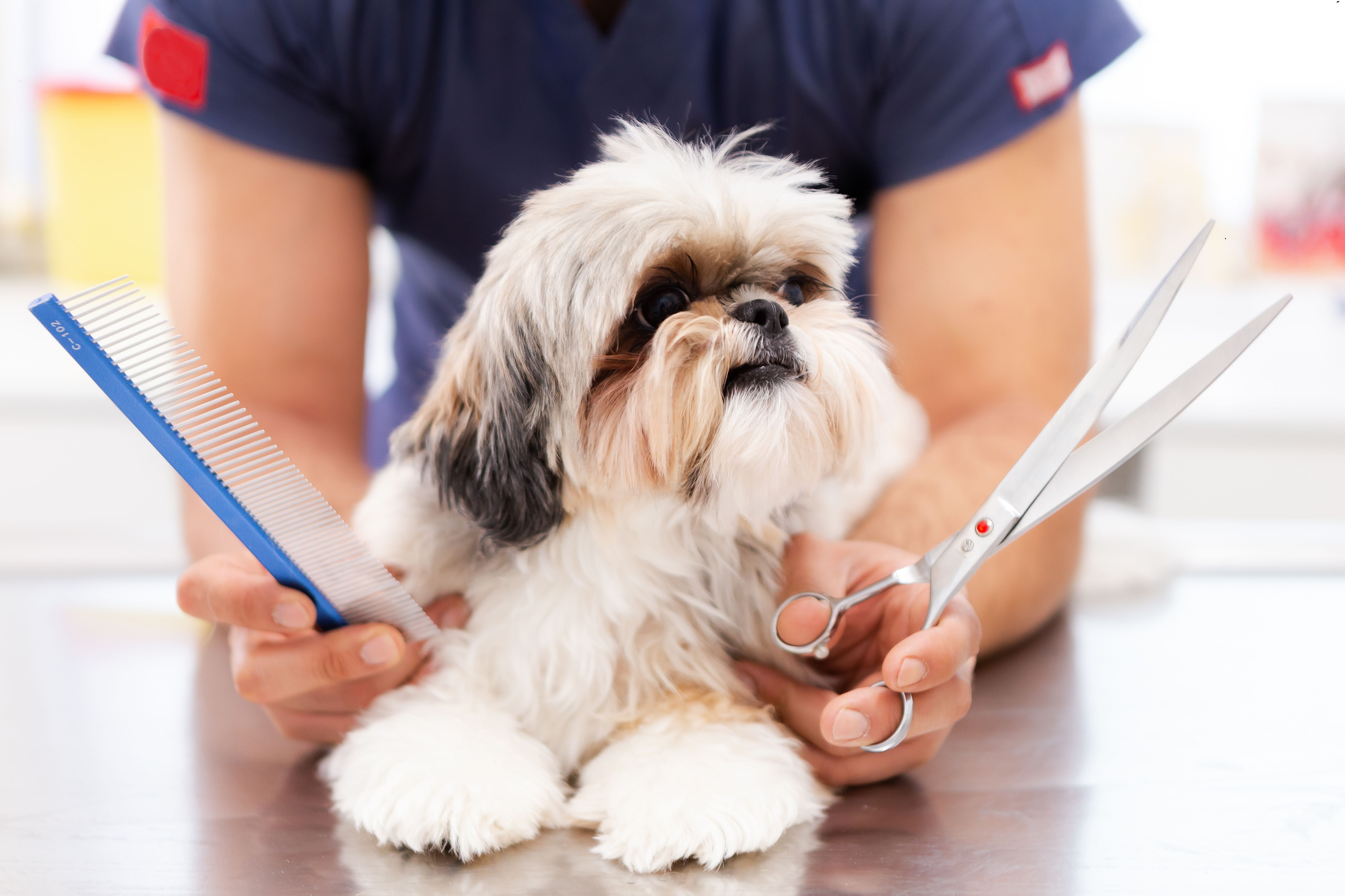 DIY Pet Grooming: What You Can Do at Home and When to Call a Professional