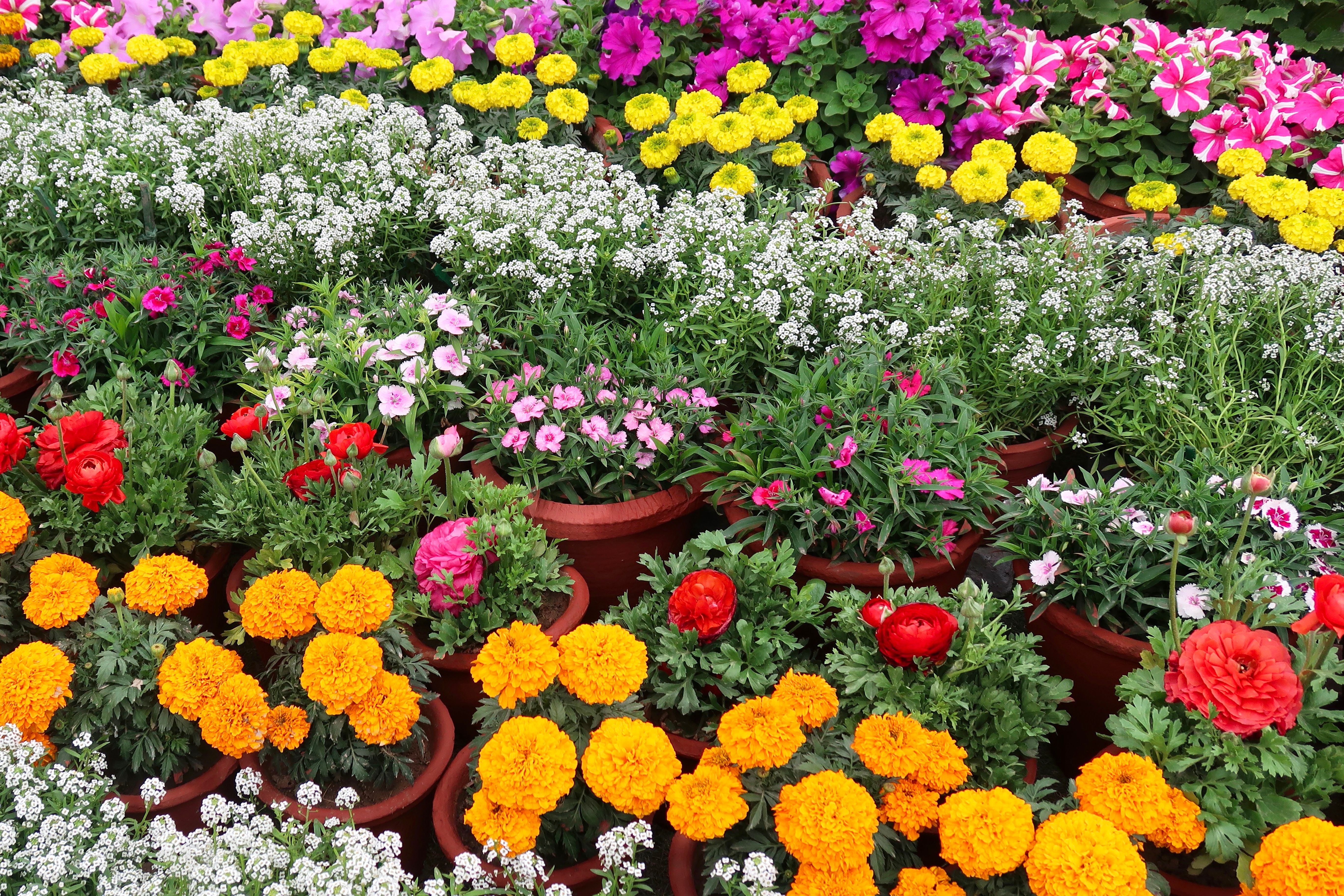 Top 10 Reasons to Choose Magic Flower Formula for Your Garden