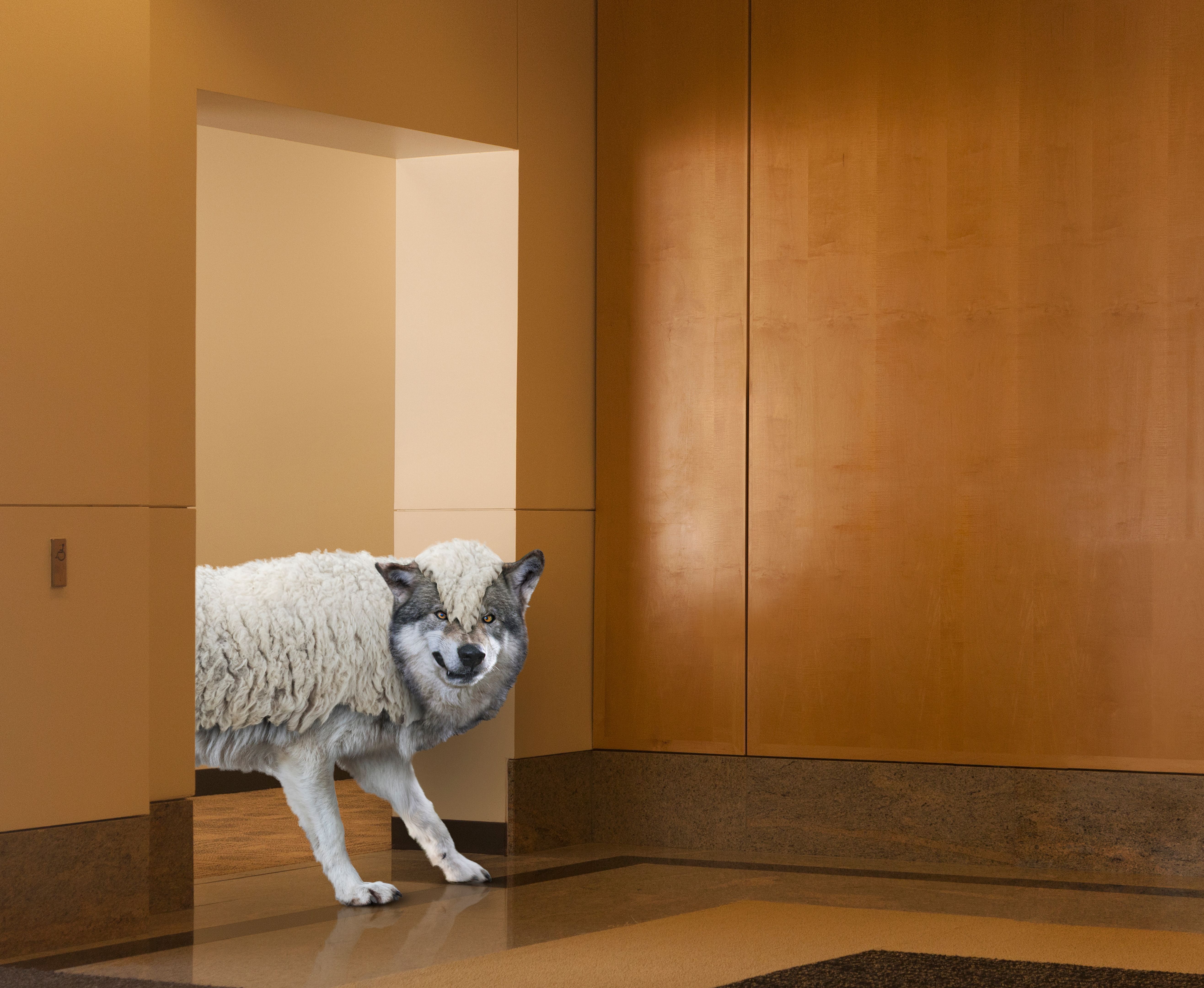 Discernment in Faith: Recognizing Wolves in Sheep's Clothing