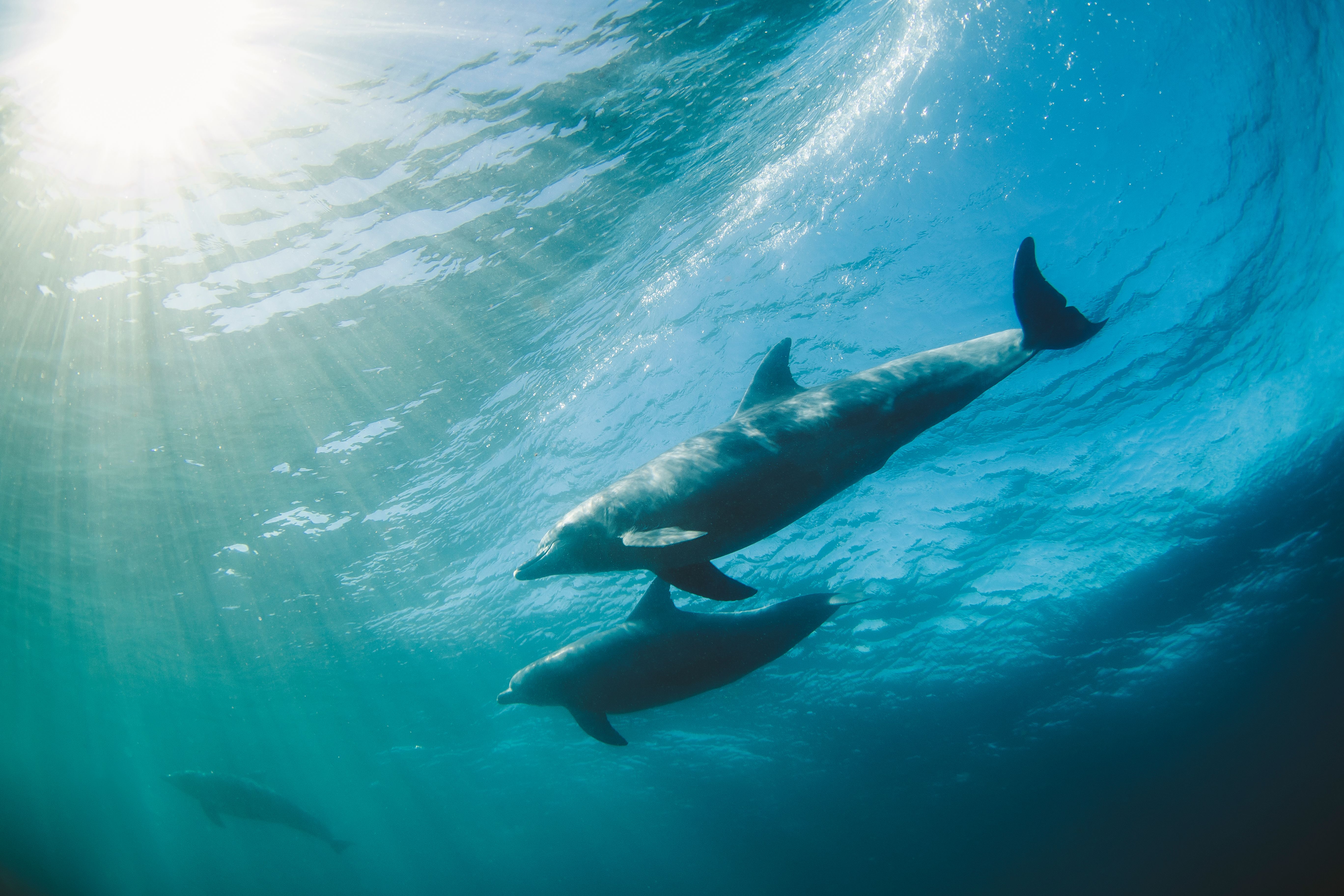 Explore Dolphins and Snorkel Safaris - Samara Cruise Egypt
