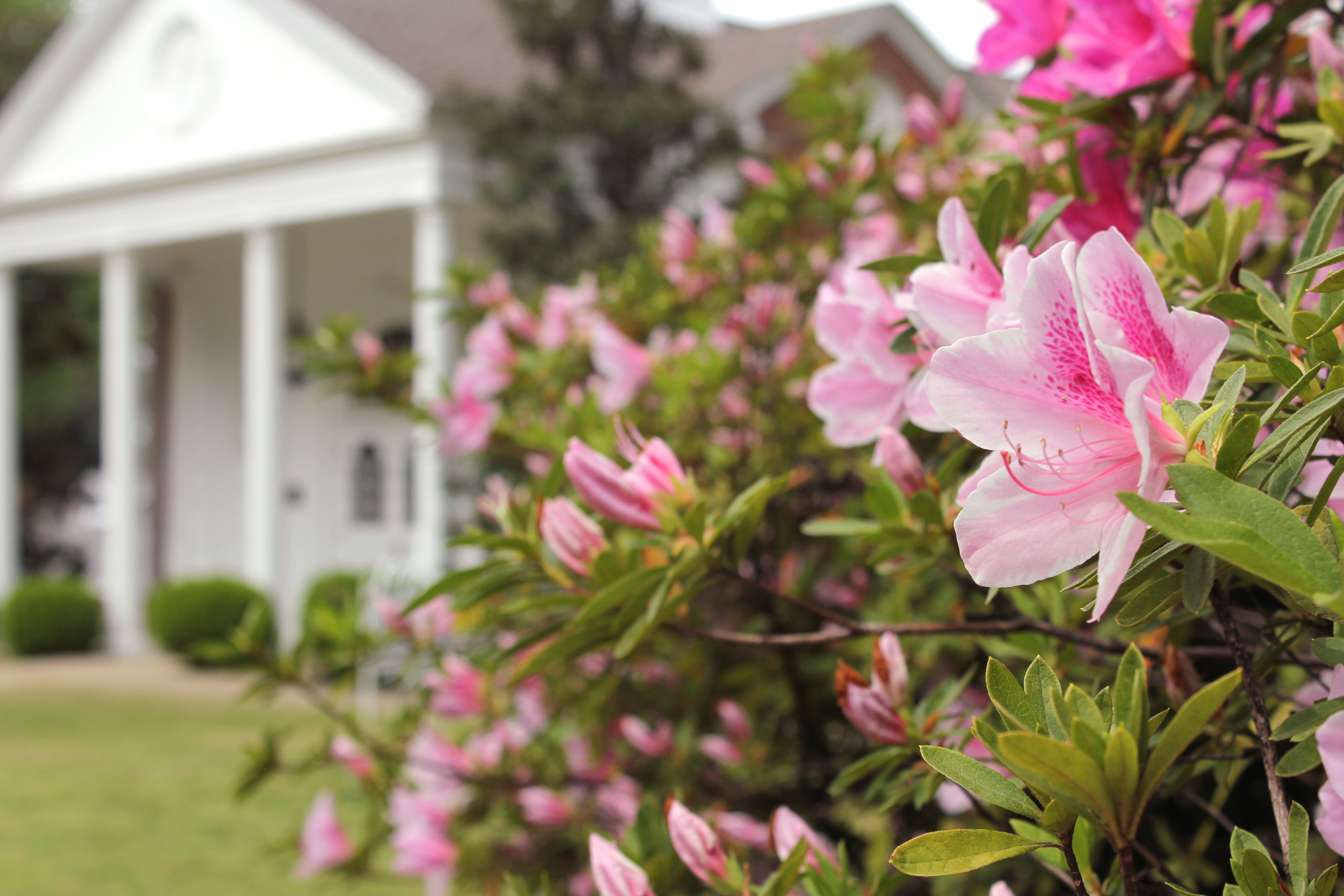The Heartfelt Story Behind Azalea House