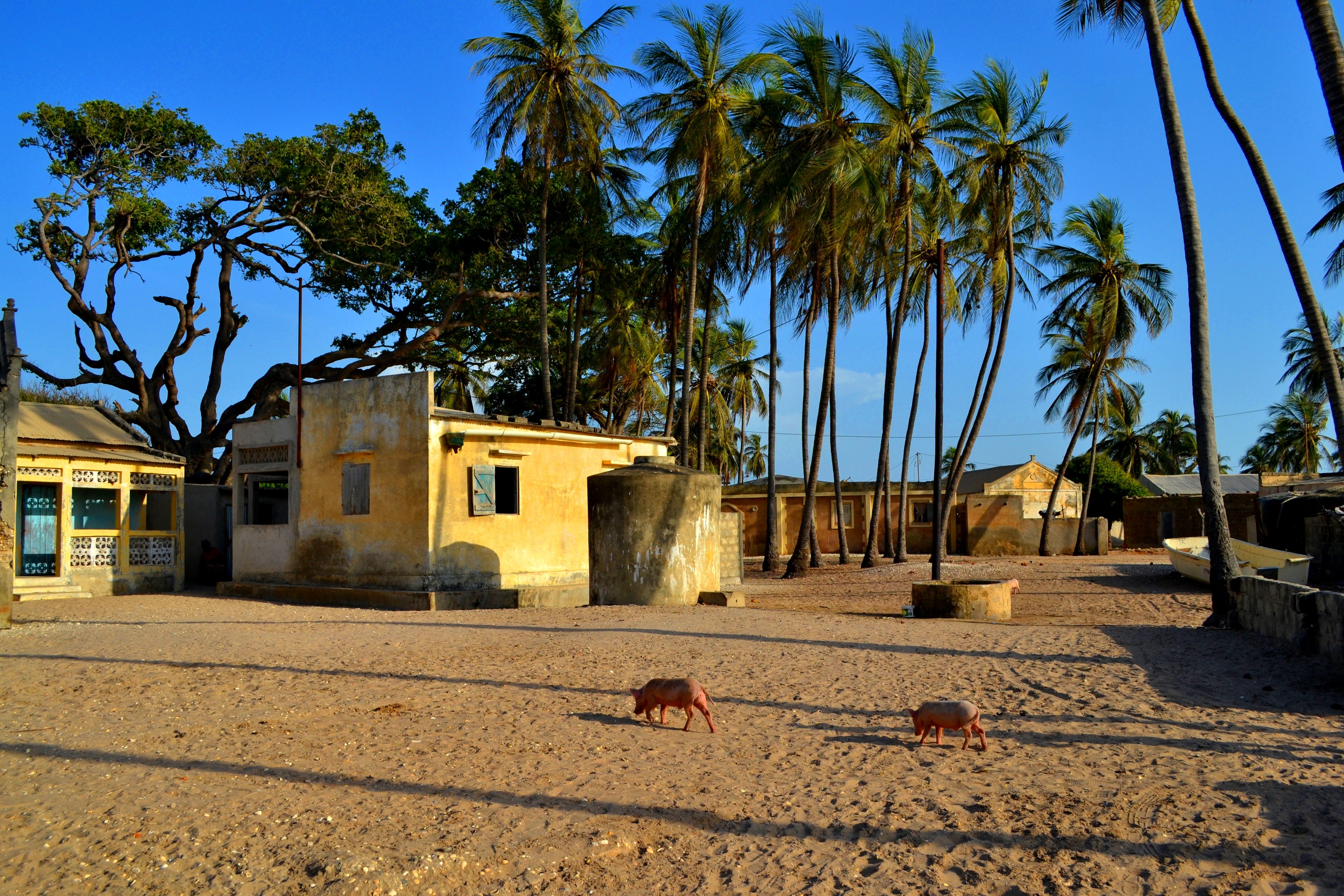 Living the Dream: Embrace Farming Near Atlantic Beaches in Senegal