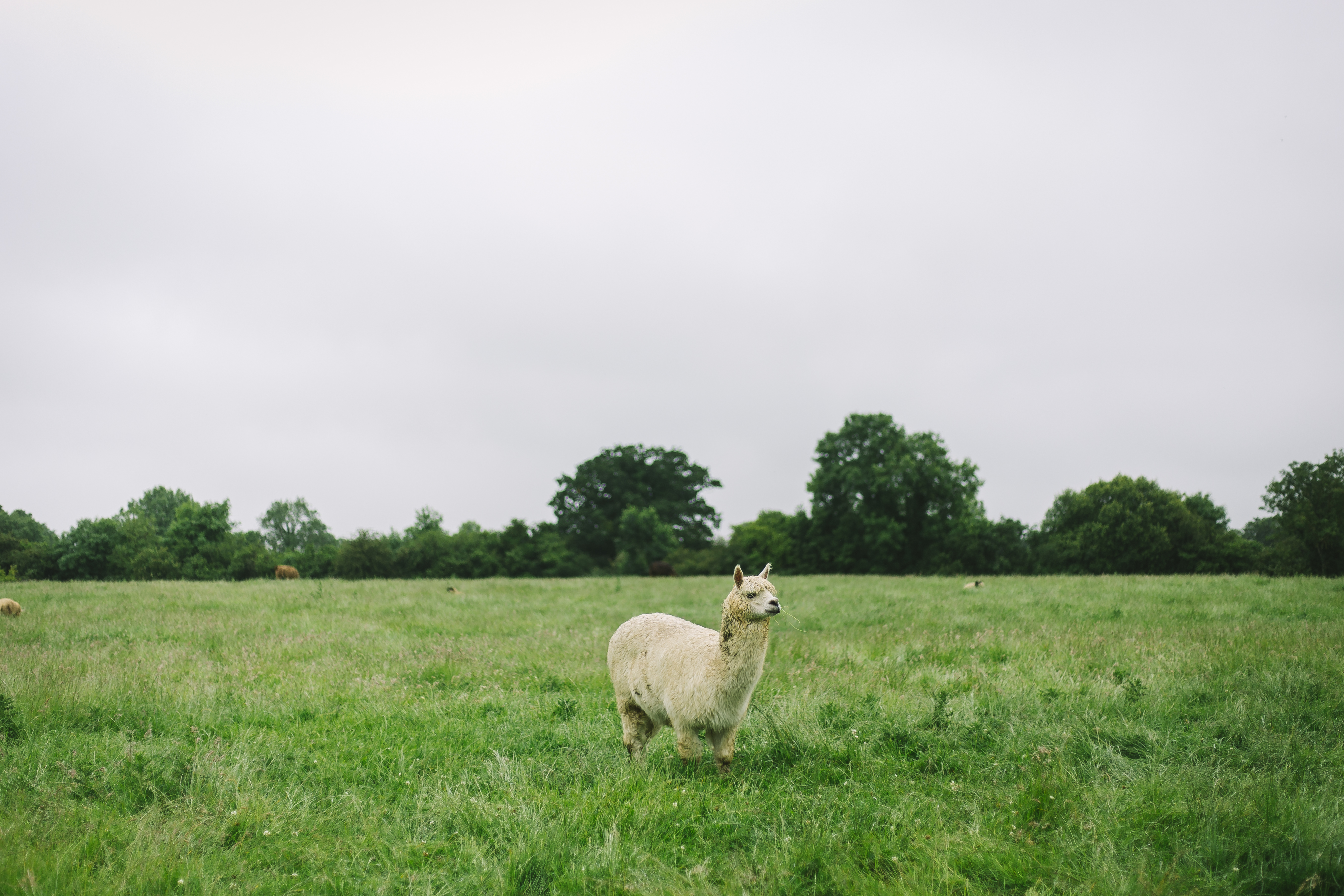 The Great Irish Alpaca Boom: The Future of Sheep Farming?