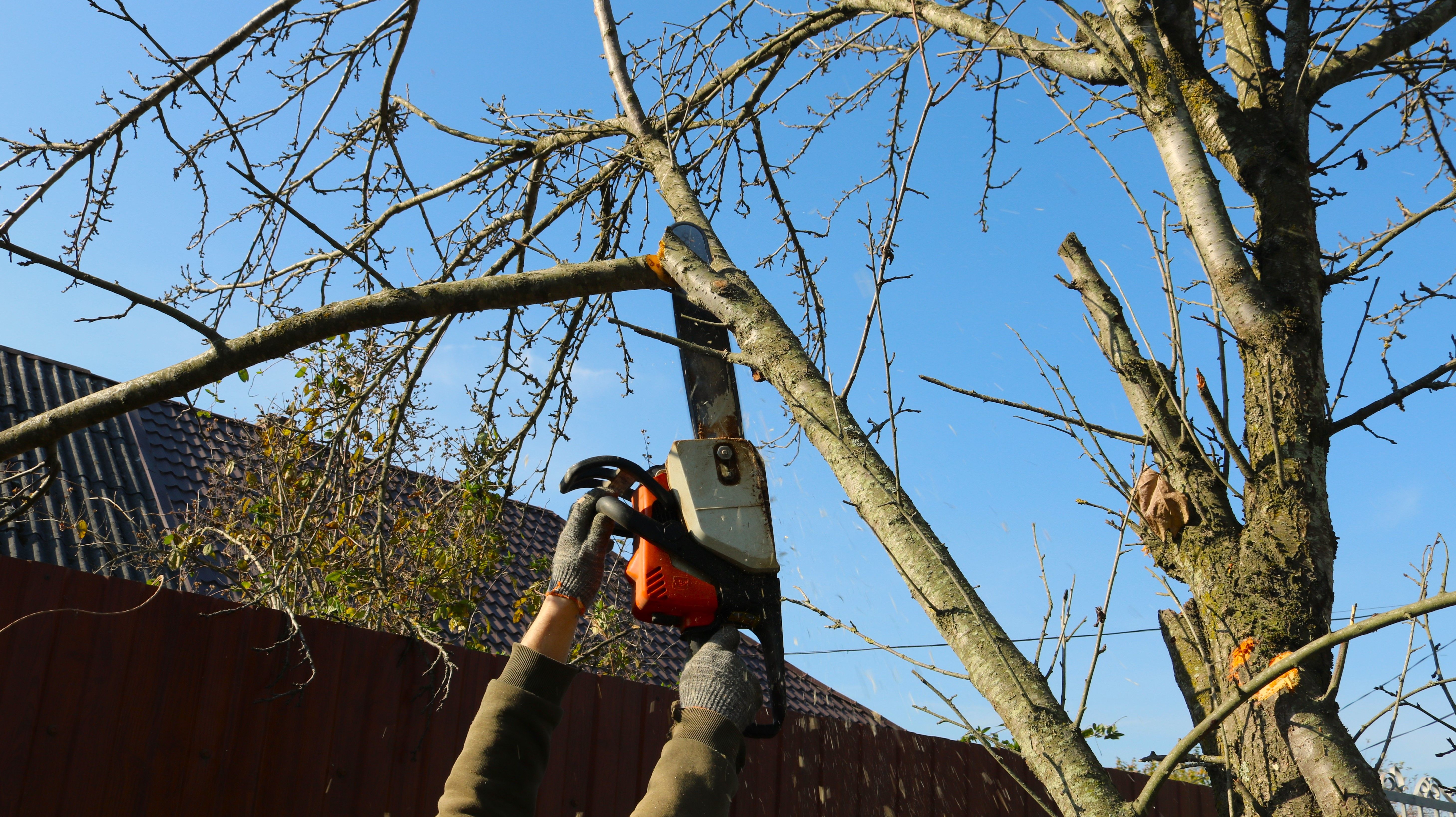 Understanding the Benefits of Regular Tree Trimming for Your Property