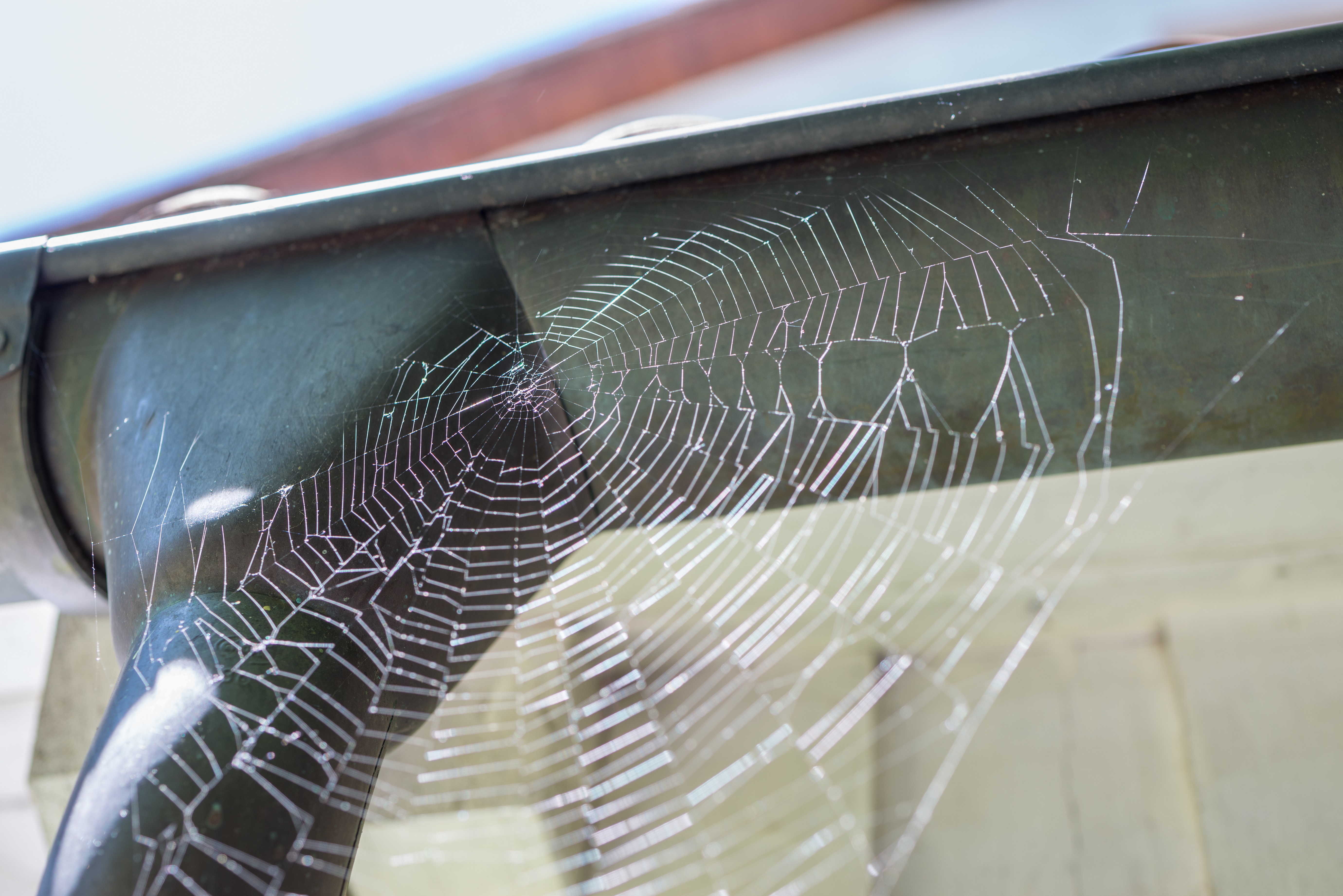 Effective Tips to Keep Spiders Out of Your Home