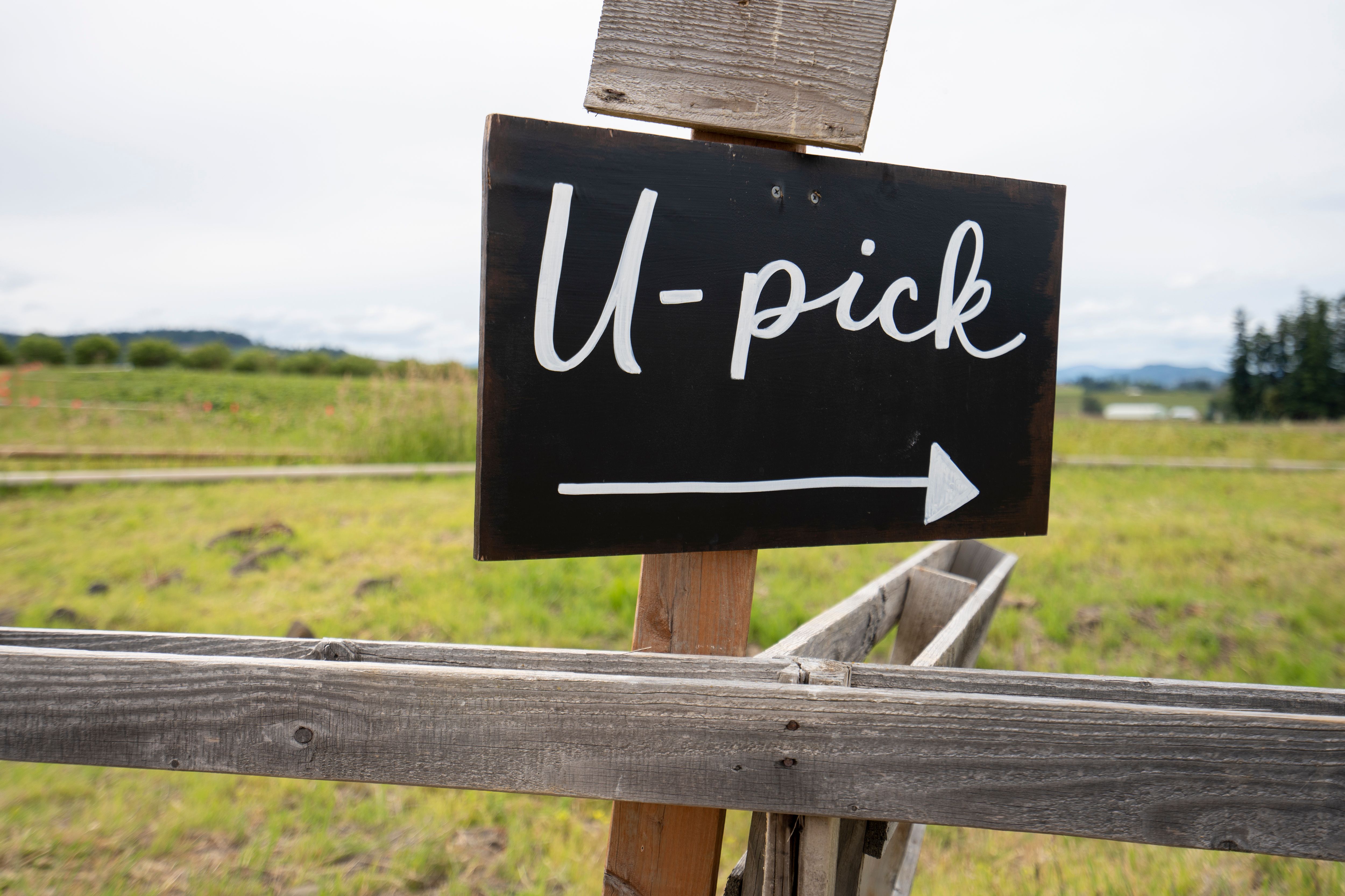 What to Expect at a U-Pick Farm: A First-Timer's Guide to Lagrange's ...
