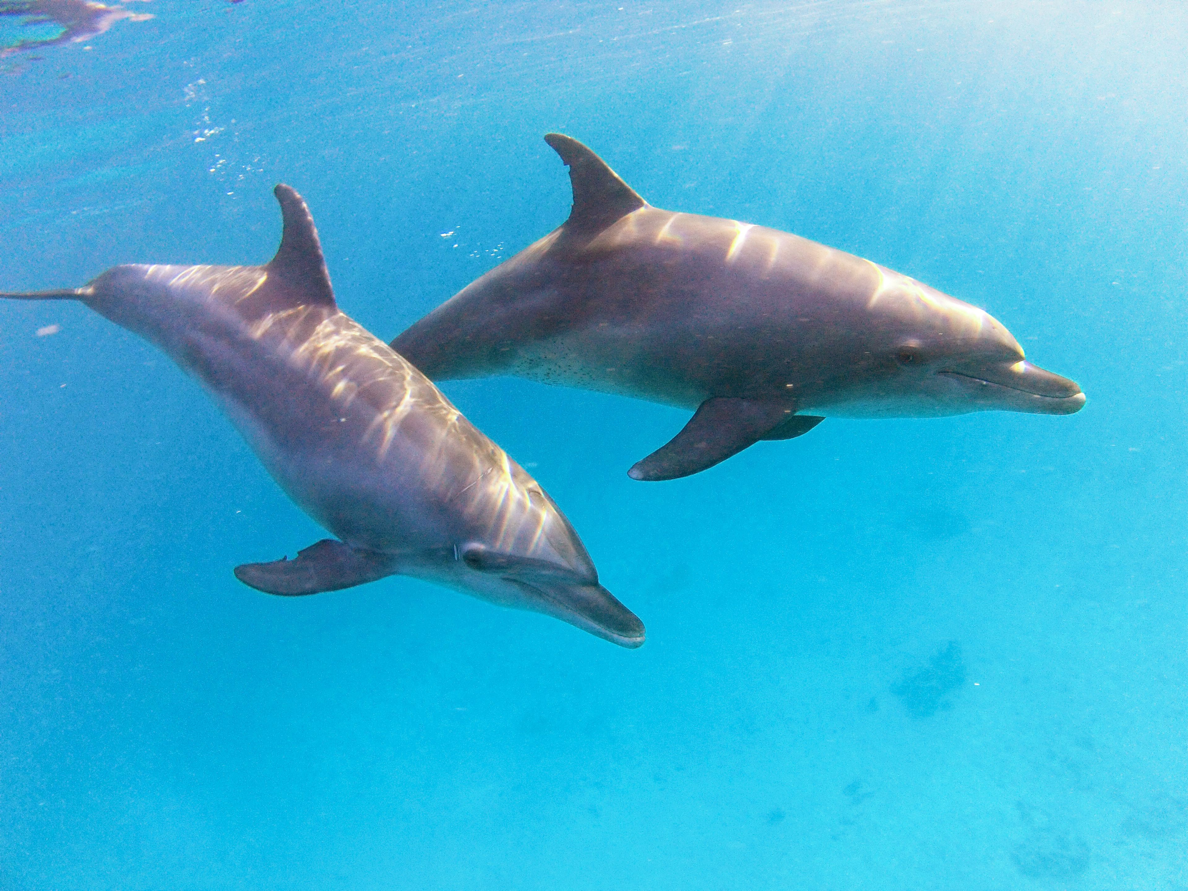 Ultimate Guide to Swimming with Dolphins in Egypt's Red Sea