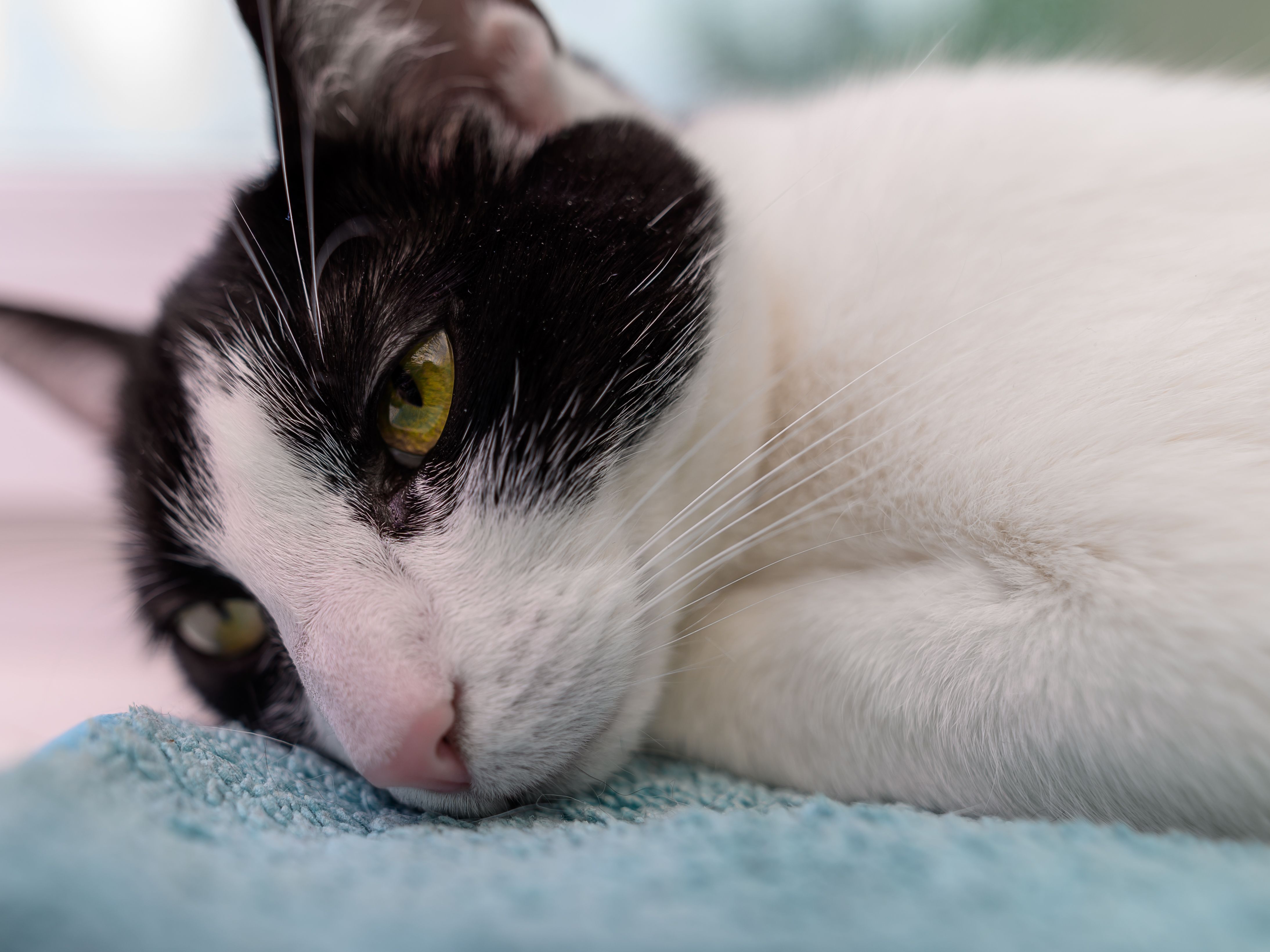 Understanding Cat Euthanasia at Home: A Guide for Broward County Pet Owners