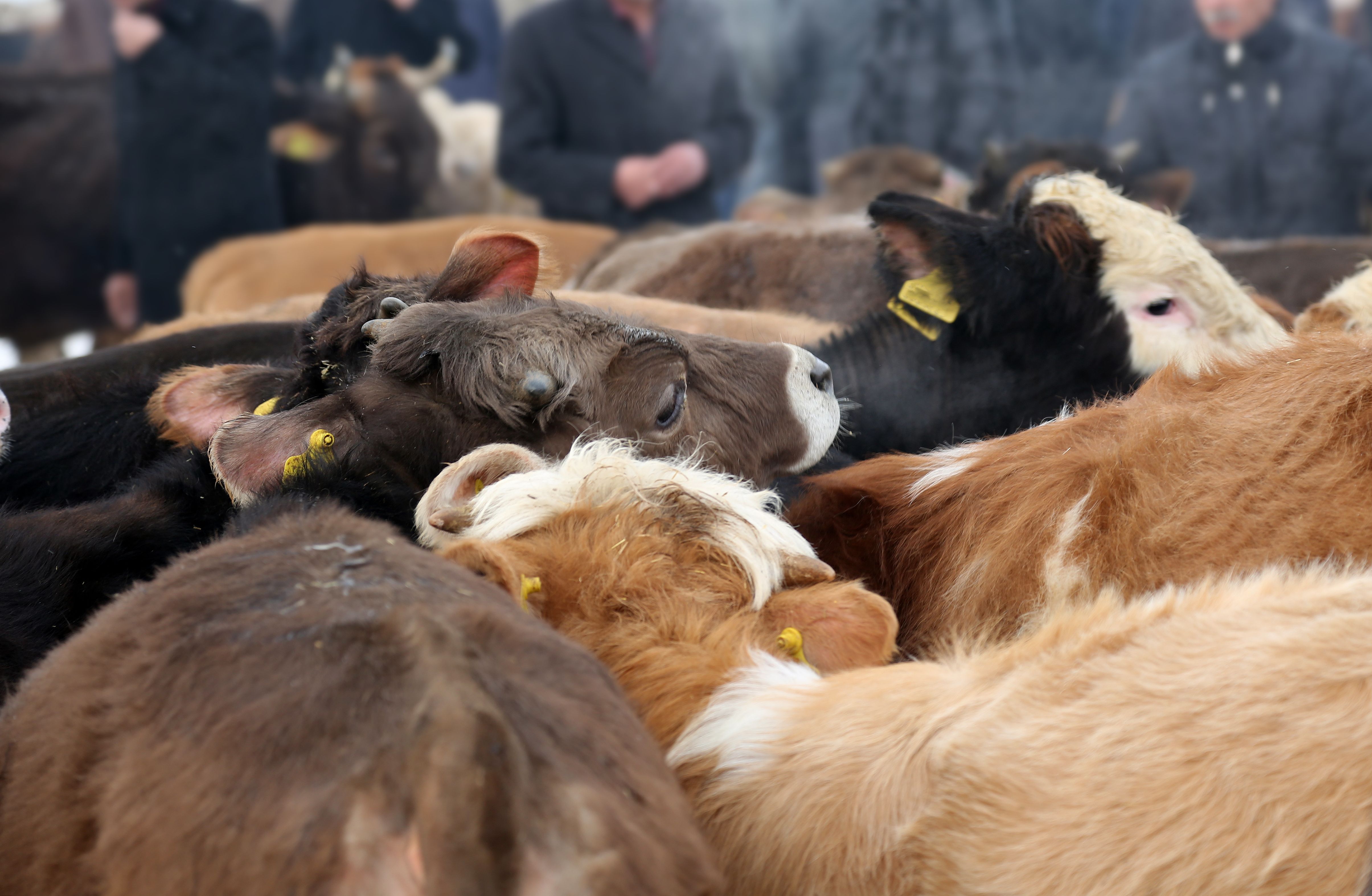 Suckler Beef vs. Dairy Calves: Market Trends and Future Outlook