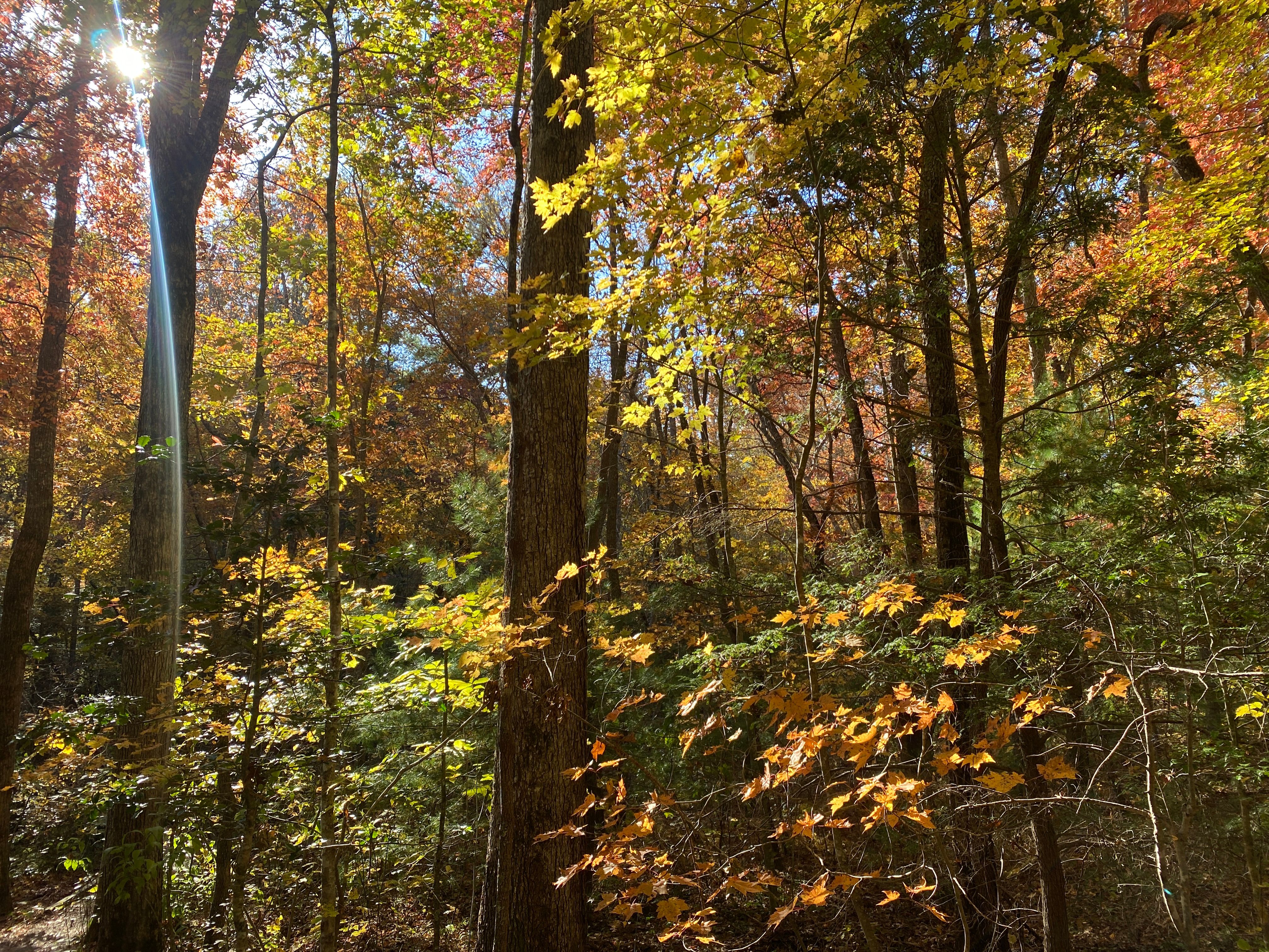 Exploring Common Tree Species in Western North Carolina