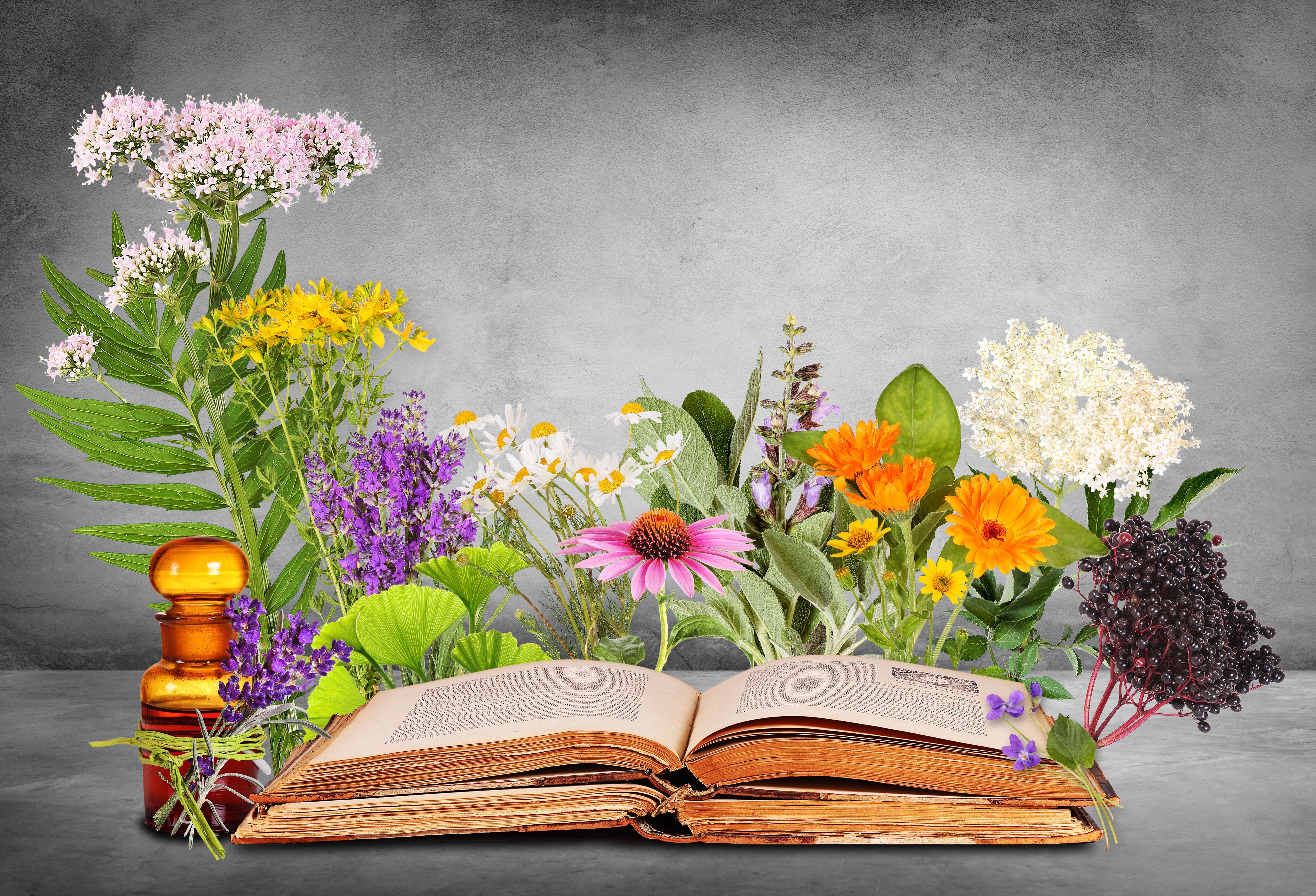 4 Problematic Plant Names and the Importance of Renaming Plants for ...