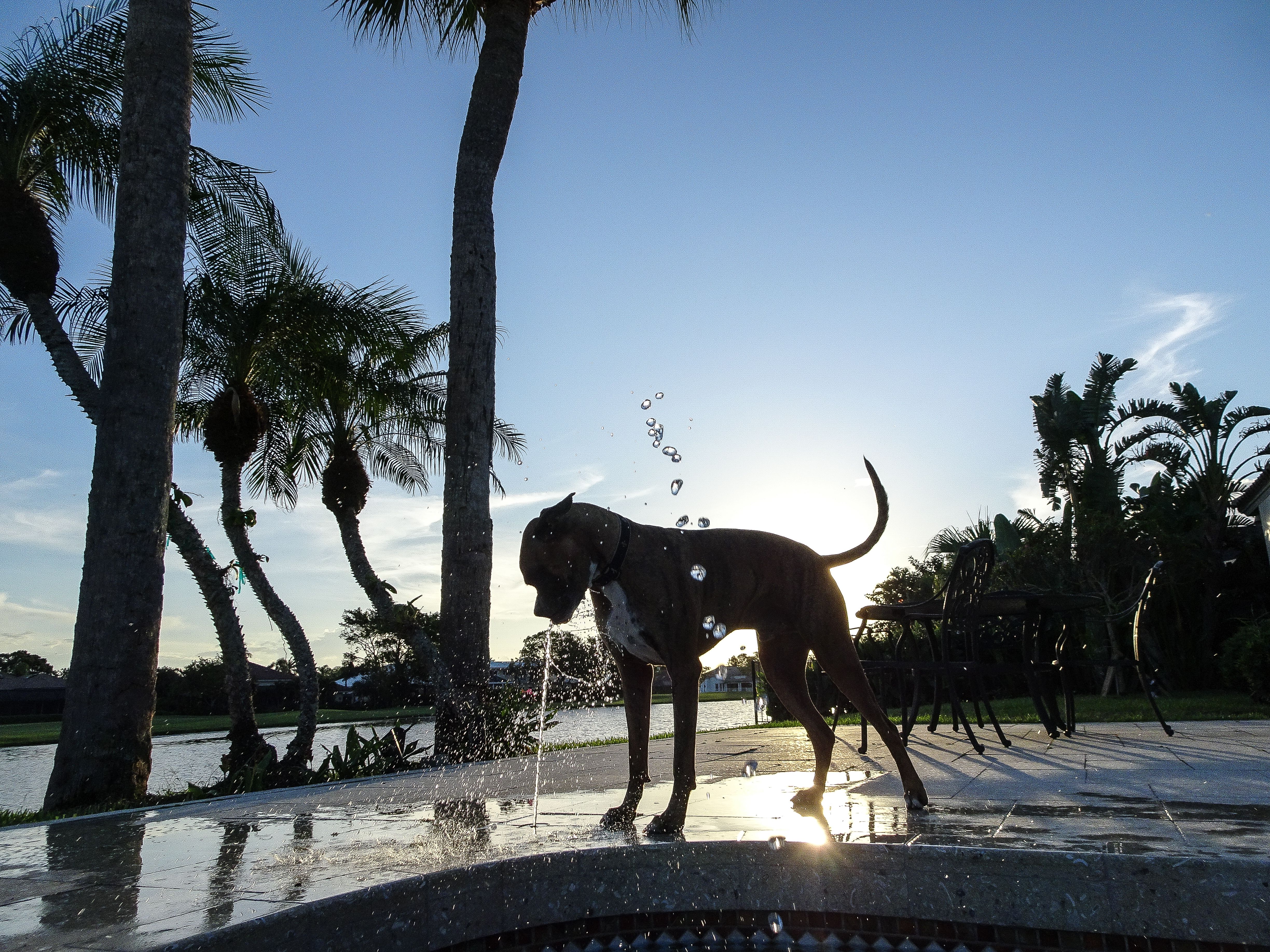 How Florida's Humidity Affects Your Dog's Coat