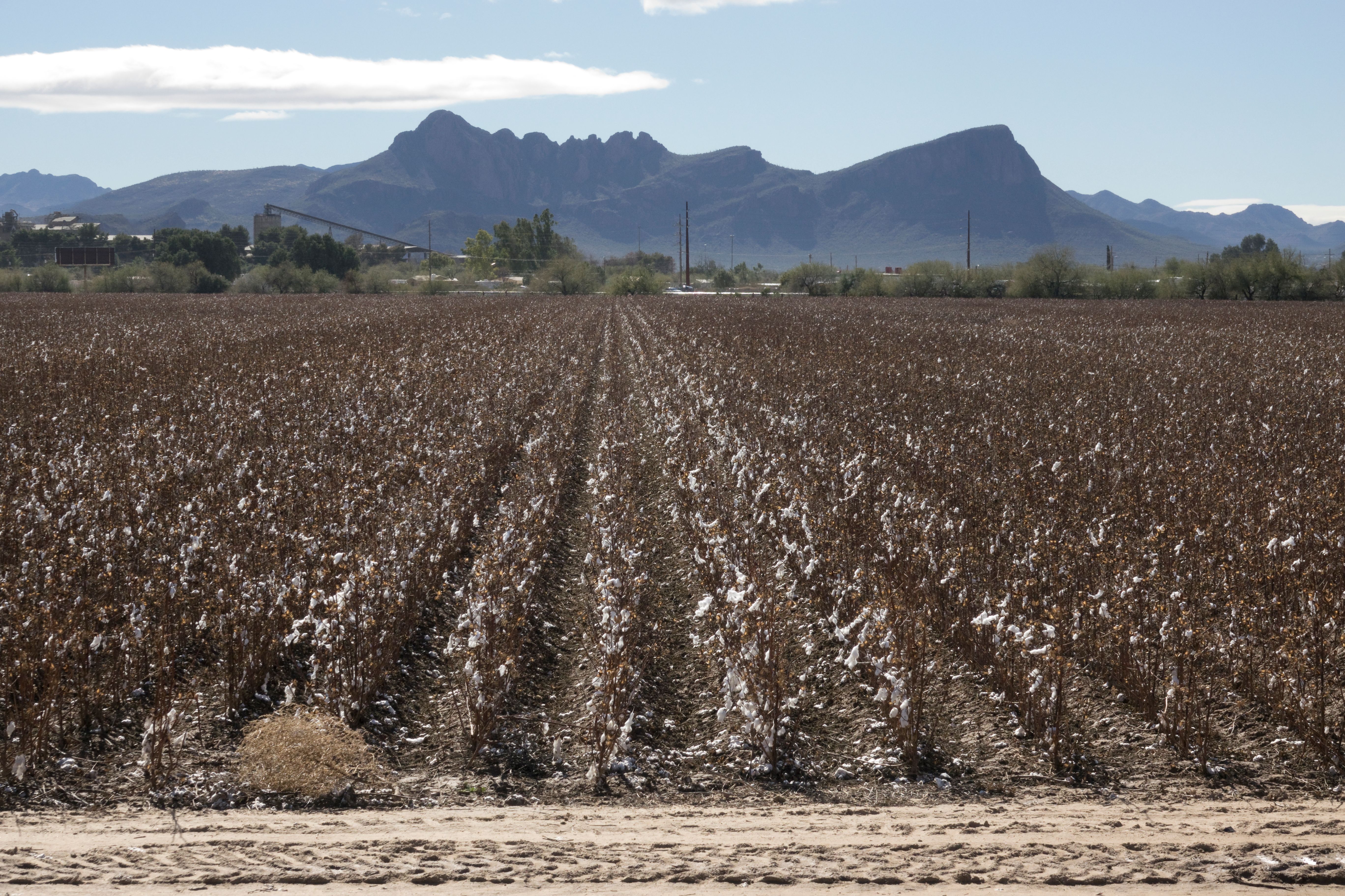 Innovative Plant-Based Solutions for Reducing Plastic Use in Pima ...